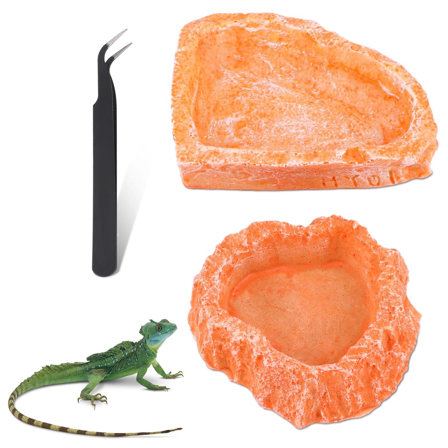 Lizard Dishes