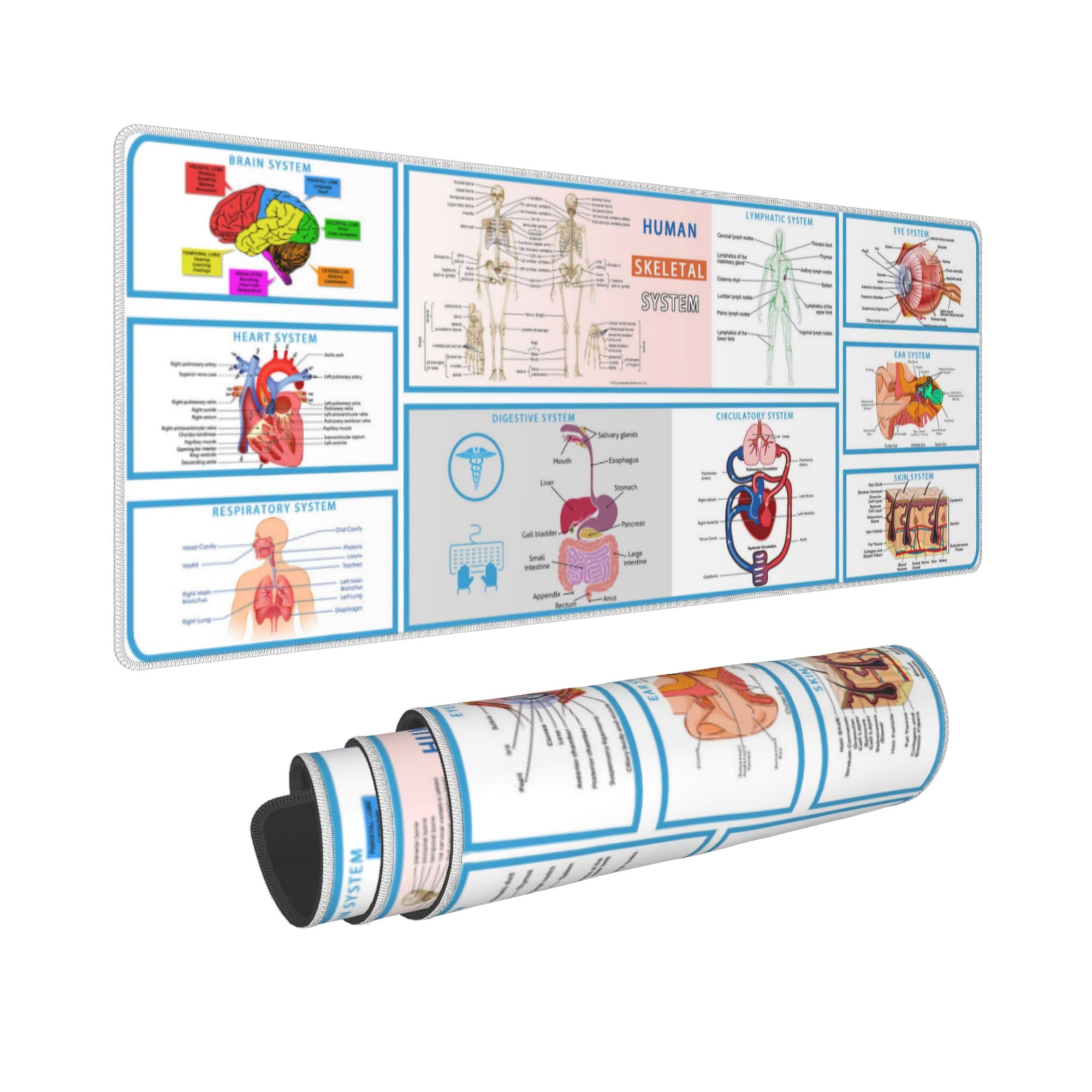 Amazon.com : Human Anatomy Physiology Medicine Mouse Pad Long Extended ...