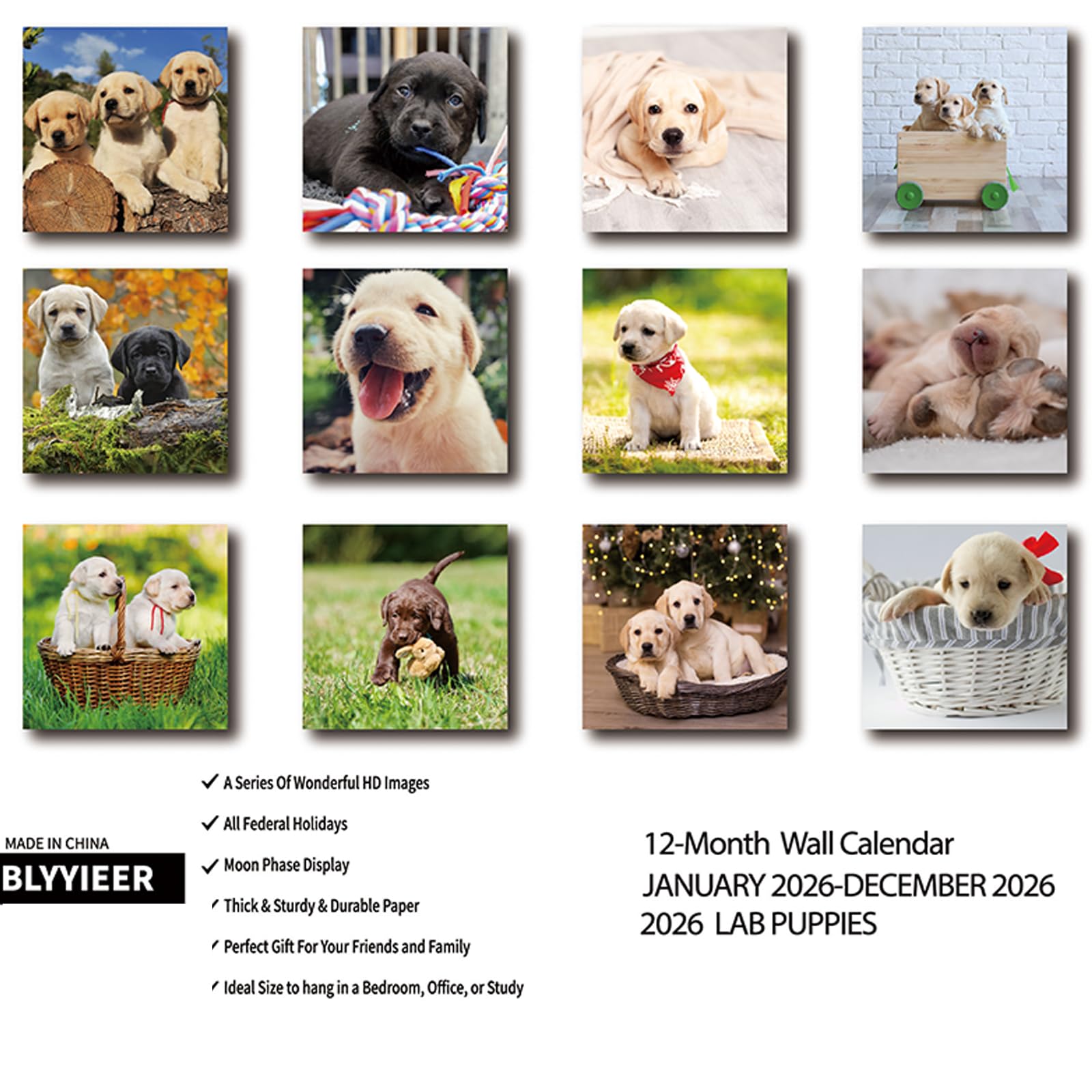 Snapklik.com : Lab Puppies 2026 Wall Calendar 12" X 24" Open Hangable ...