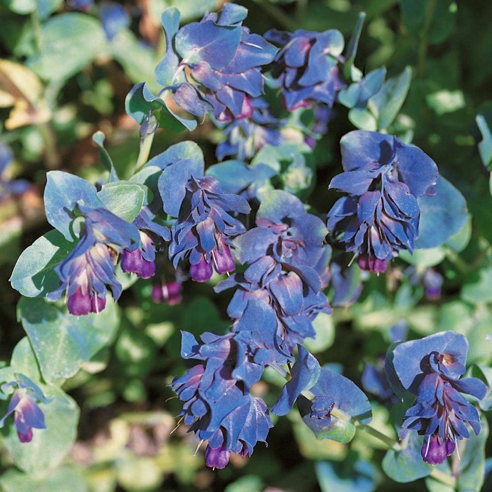outsidepride Cerinthe Major, Púrpura – Yaxa Colombia