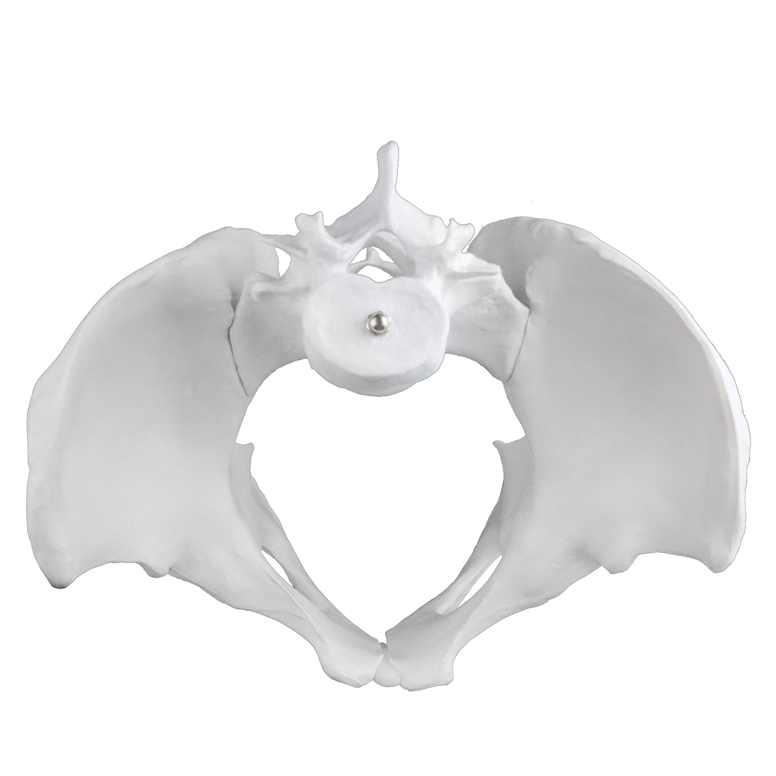 Buy Vision Scientific VAP217 Female Pelvis with 4th & 5th Vertebrae ...