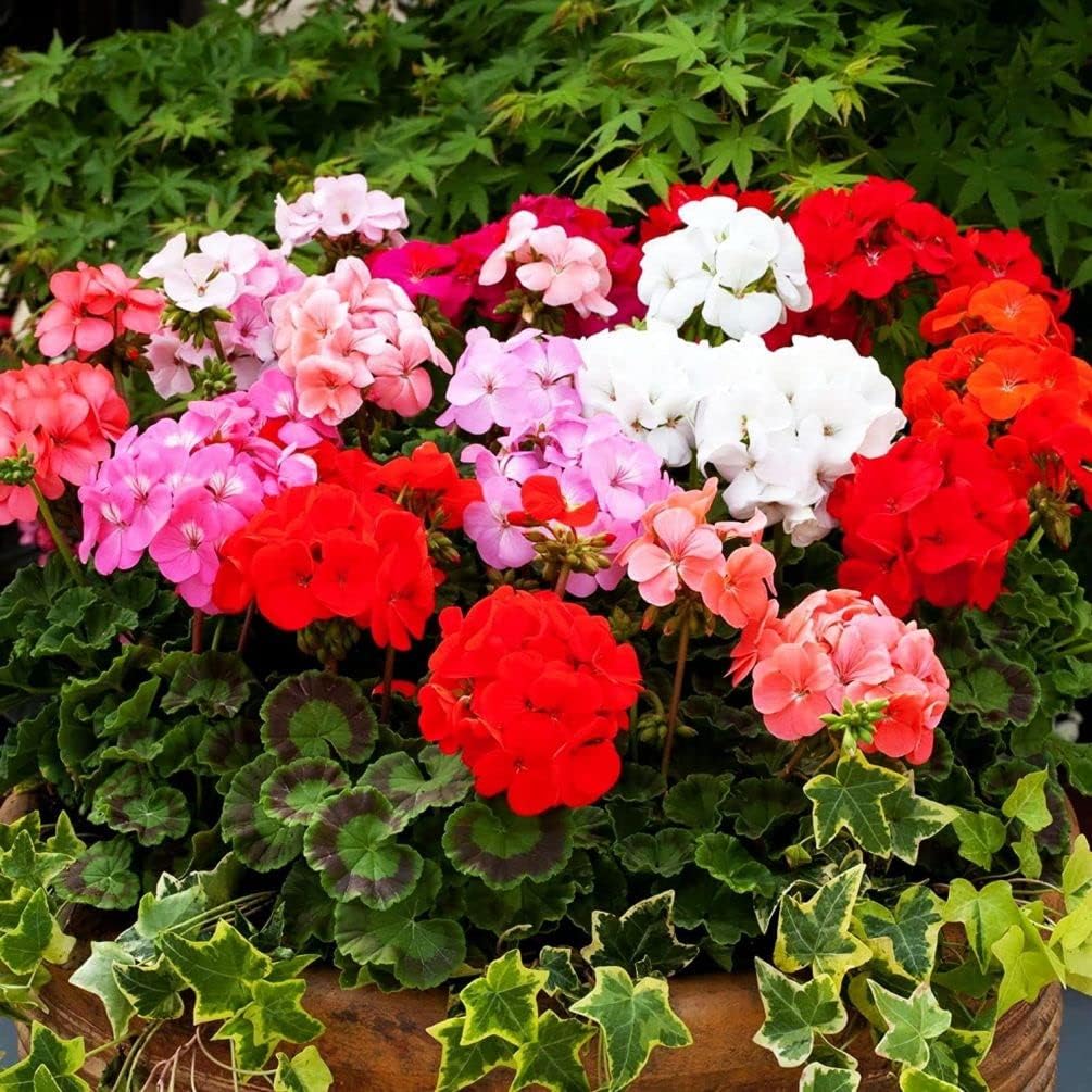 Amazon.com : 50 Pcs Mixed Geranium Flower Seed Plant Yard Garden ...