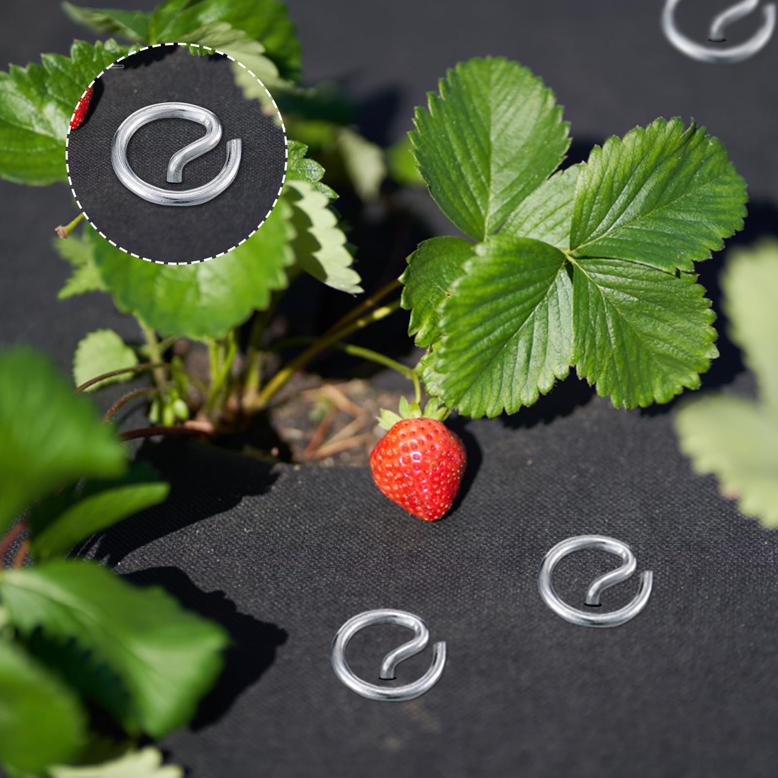 Snapklik.com : 60 Pcs 6in Landscape Staples, 11 Gauge Anti-Rust ...