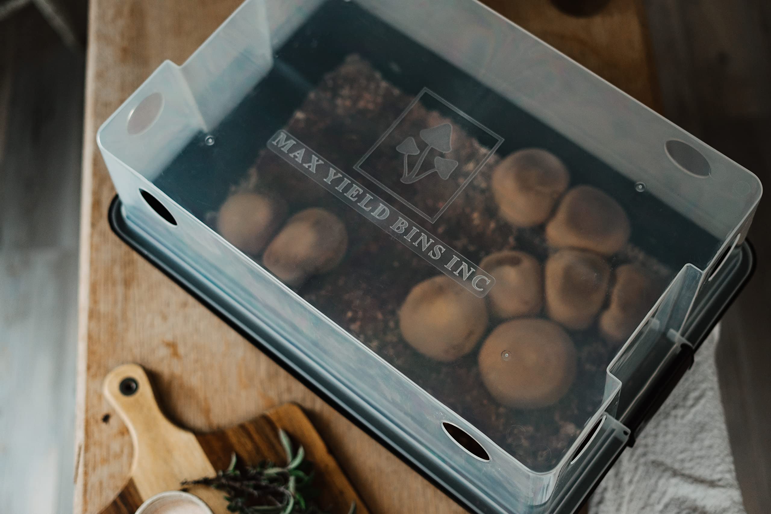 Kits De Cultivo De Hongos En Interiores Amazon.com: Odpaltoy El Kit De