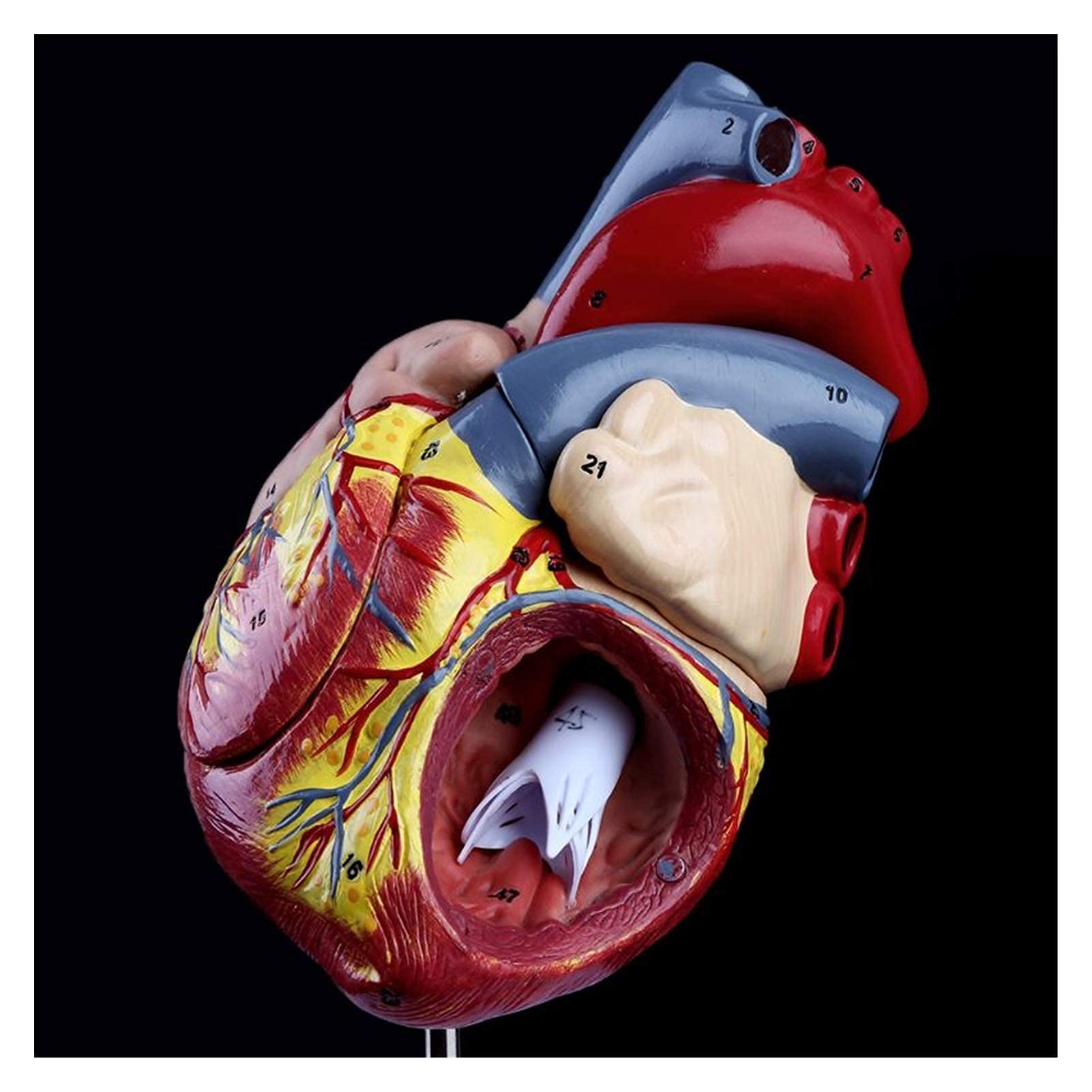 Buy Human Organ Model Disassembled Anatomical Human Heart Model Anatomy ...