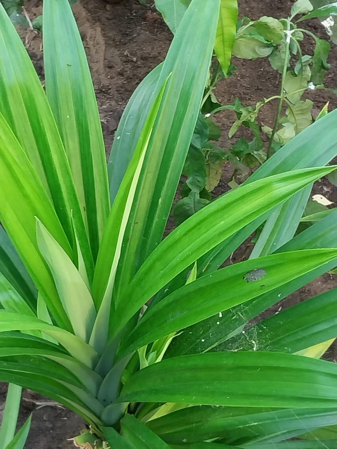 Green Rambha Biryani leaves, Basmati Leaves : Amazon.in: Garden & Outdoors
