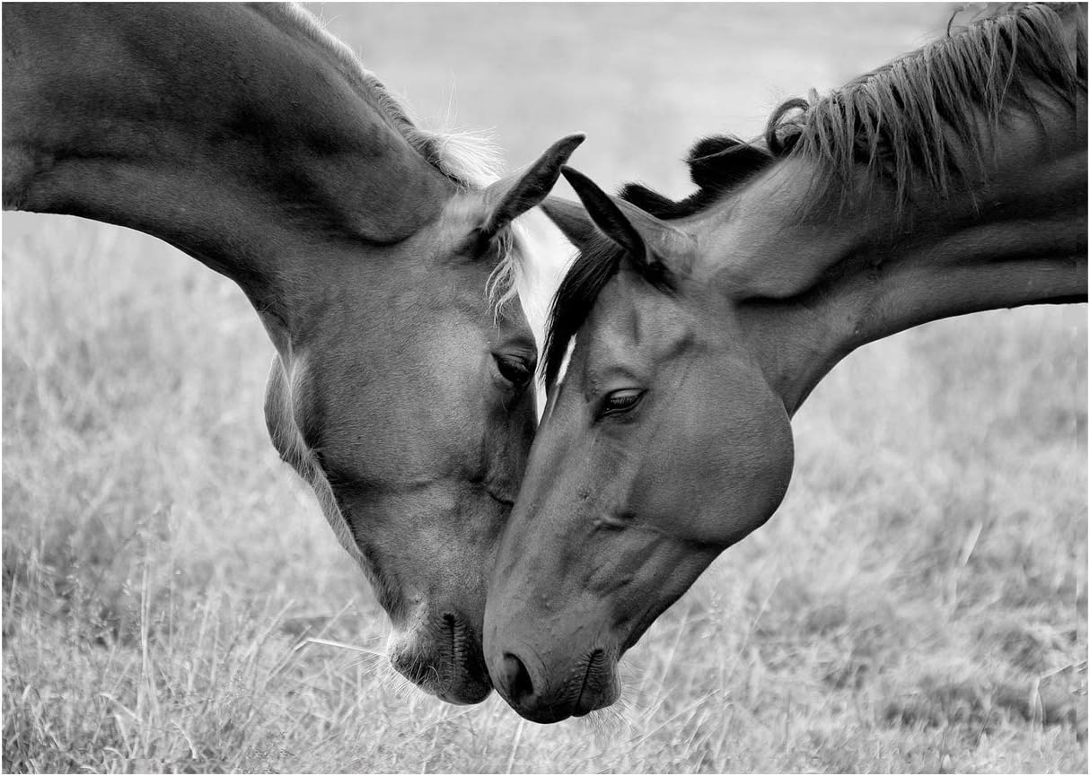 Horse Greeting Card "You Missed a spot" by Alex Underdown : Amazon.co ...