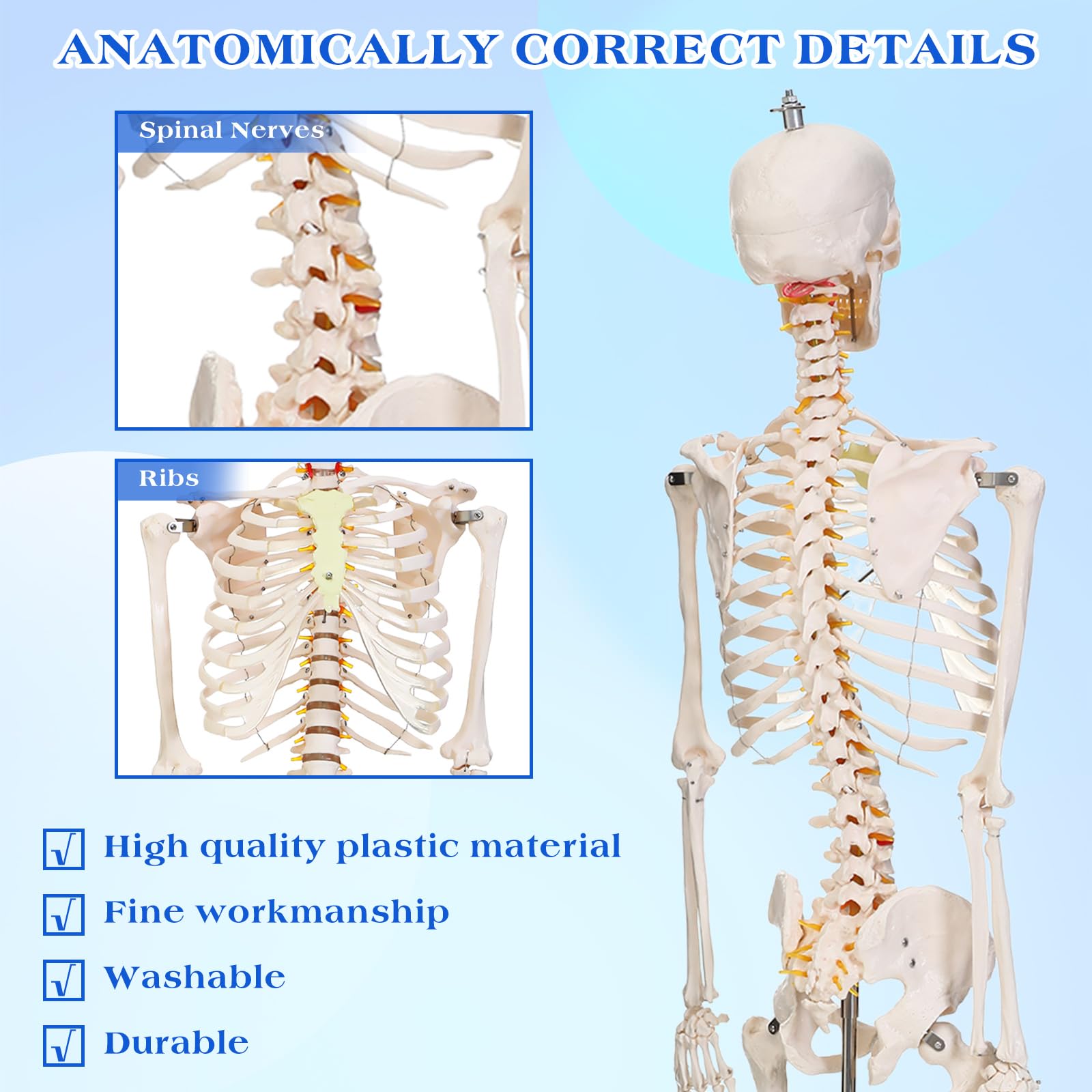 Snapklik.com : Menkxi Human Skeleton Model For Anatomy Refined PVC 70.8 ...