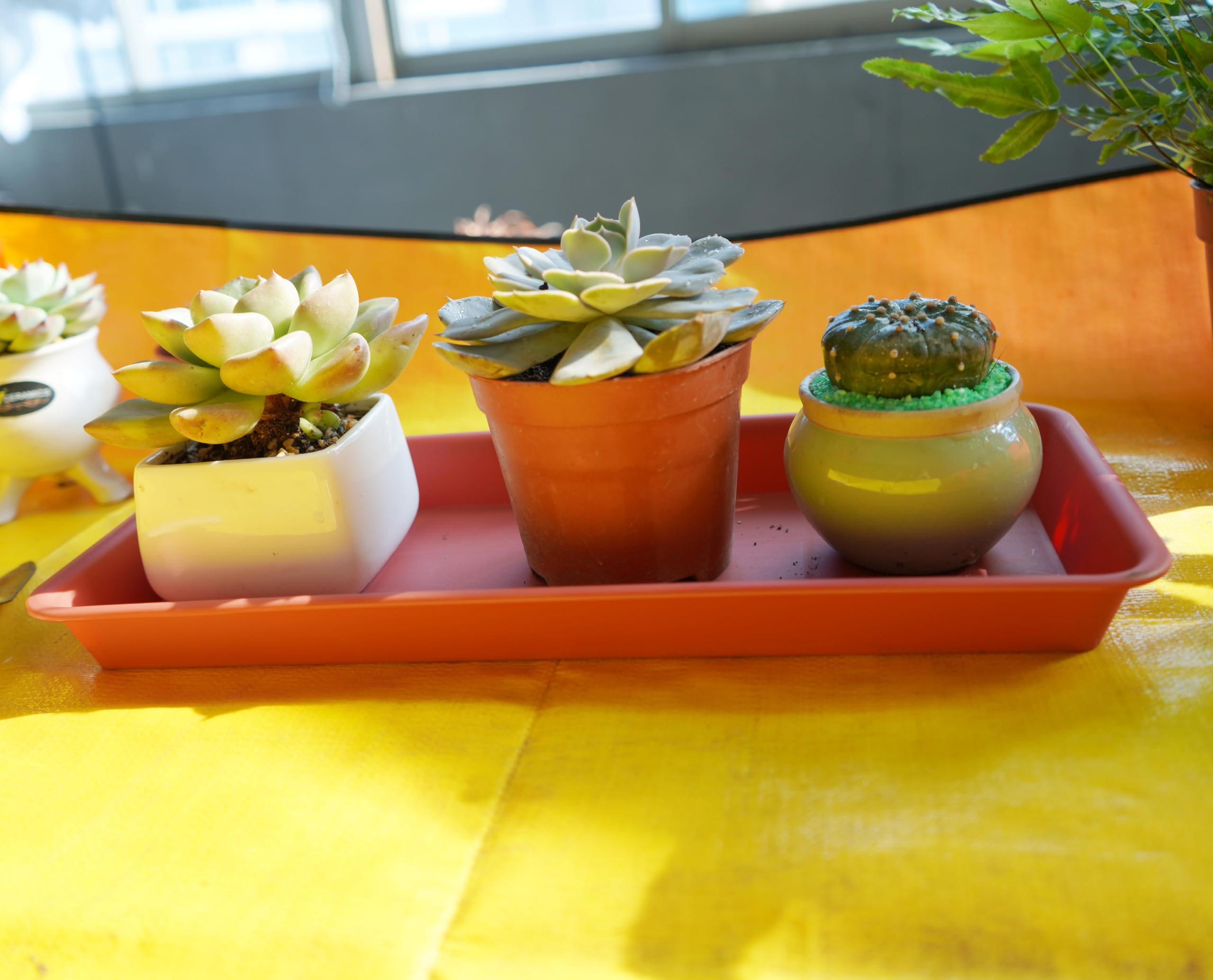 Rectangular Plant Water Trays
