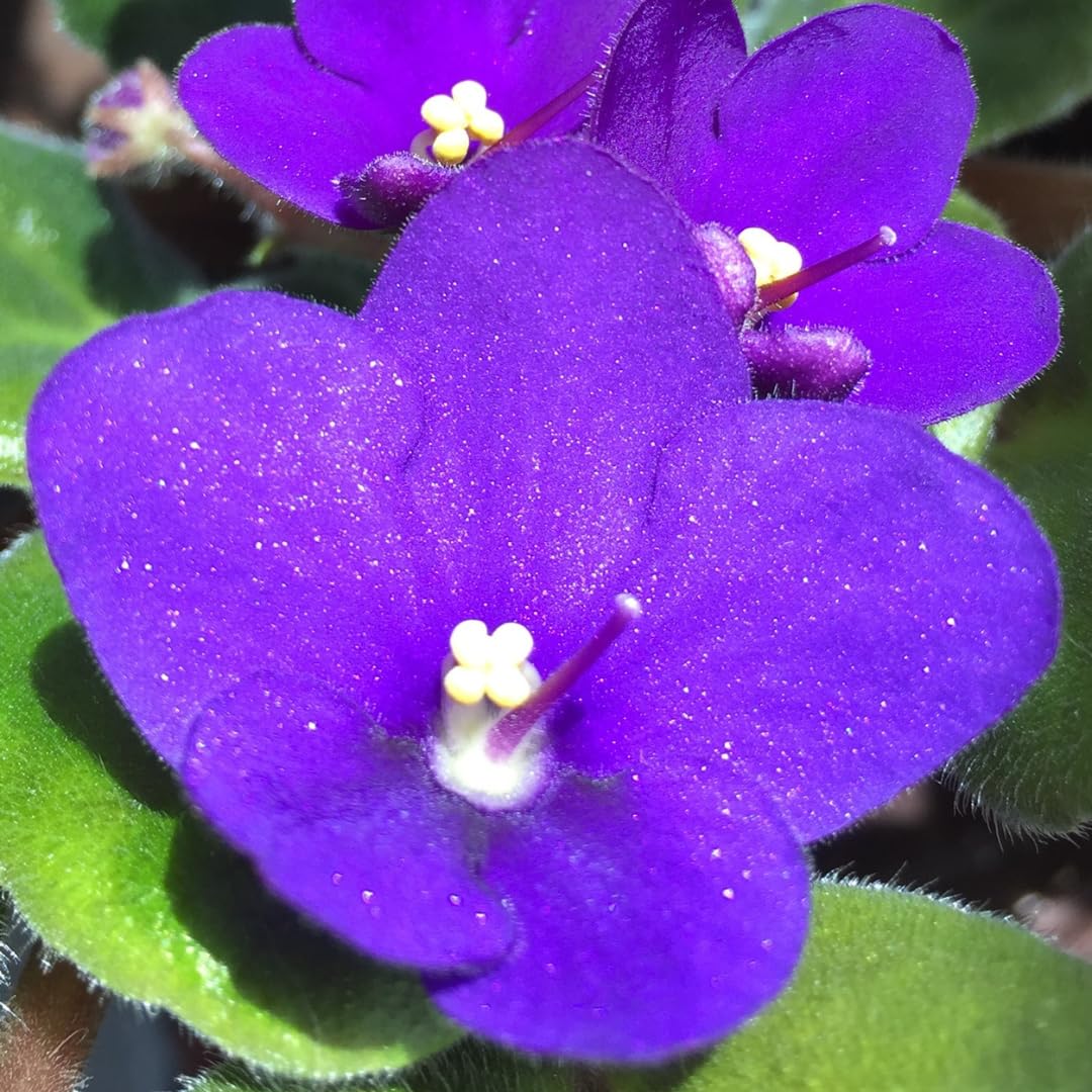 Plantas Violetas Azules