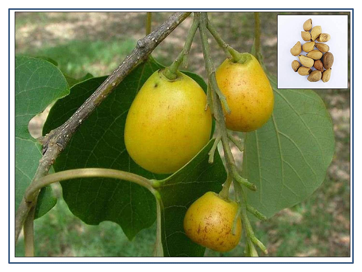 Buy GREEN WORLD GAMBHARI/GMELINA ARBOREA AYURVEDIC TREE SEEDS FOR ...