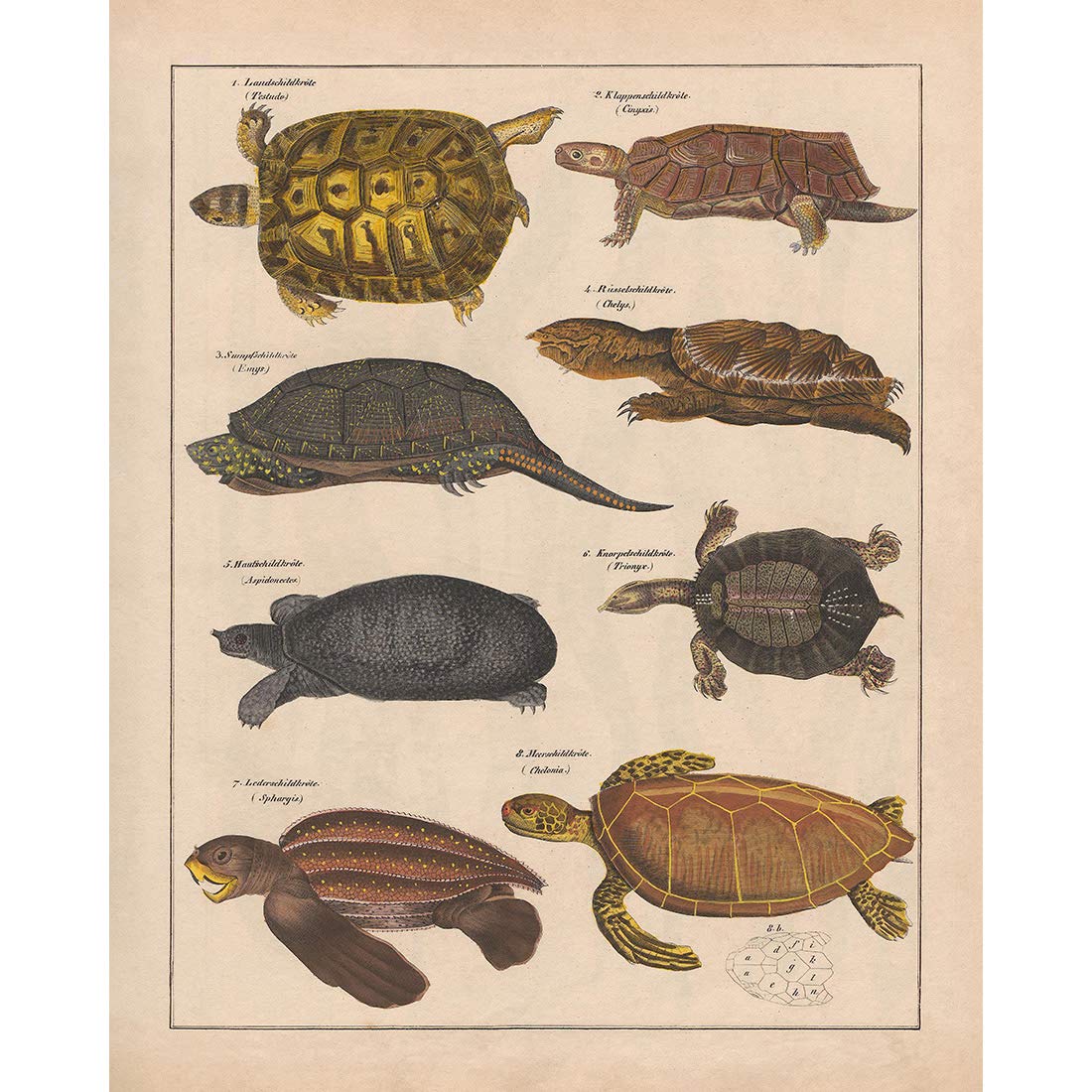 Identify Water Turtles