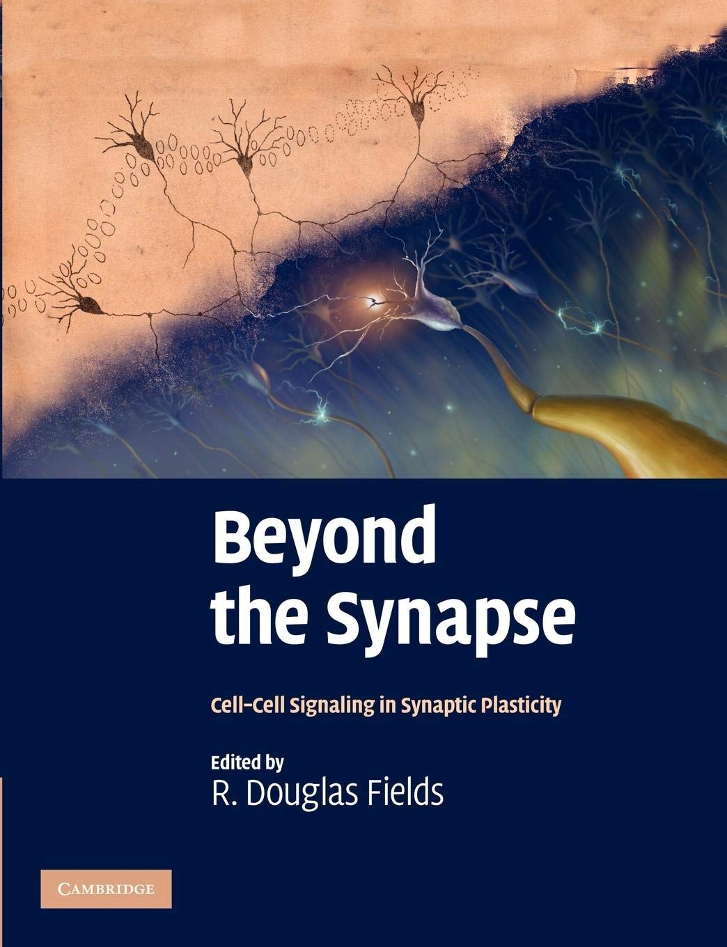 Beyond the Synapse: Cell-Cell Signaling In Synaptic Plasticity ...