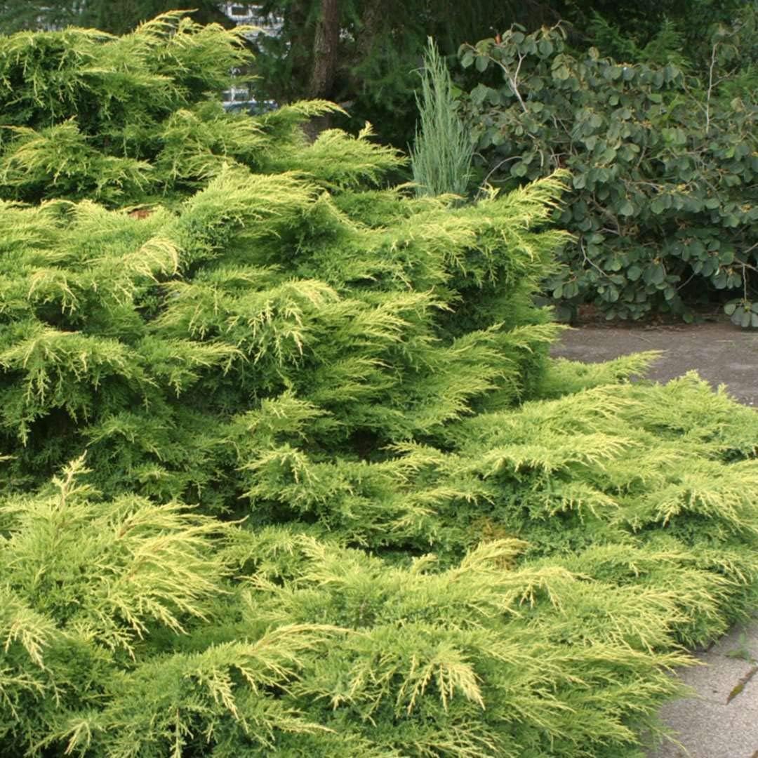 Amazon.com : Gold Lace Juniper - 3 Live Plants - Juniperus Chinensis ...