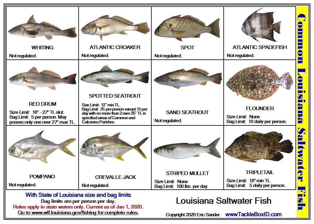 Louisiana Saltwater Fish Identification Card Set - Three Waterproof ...
