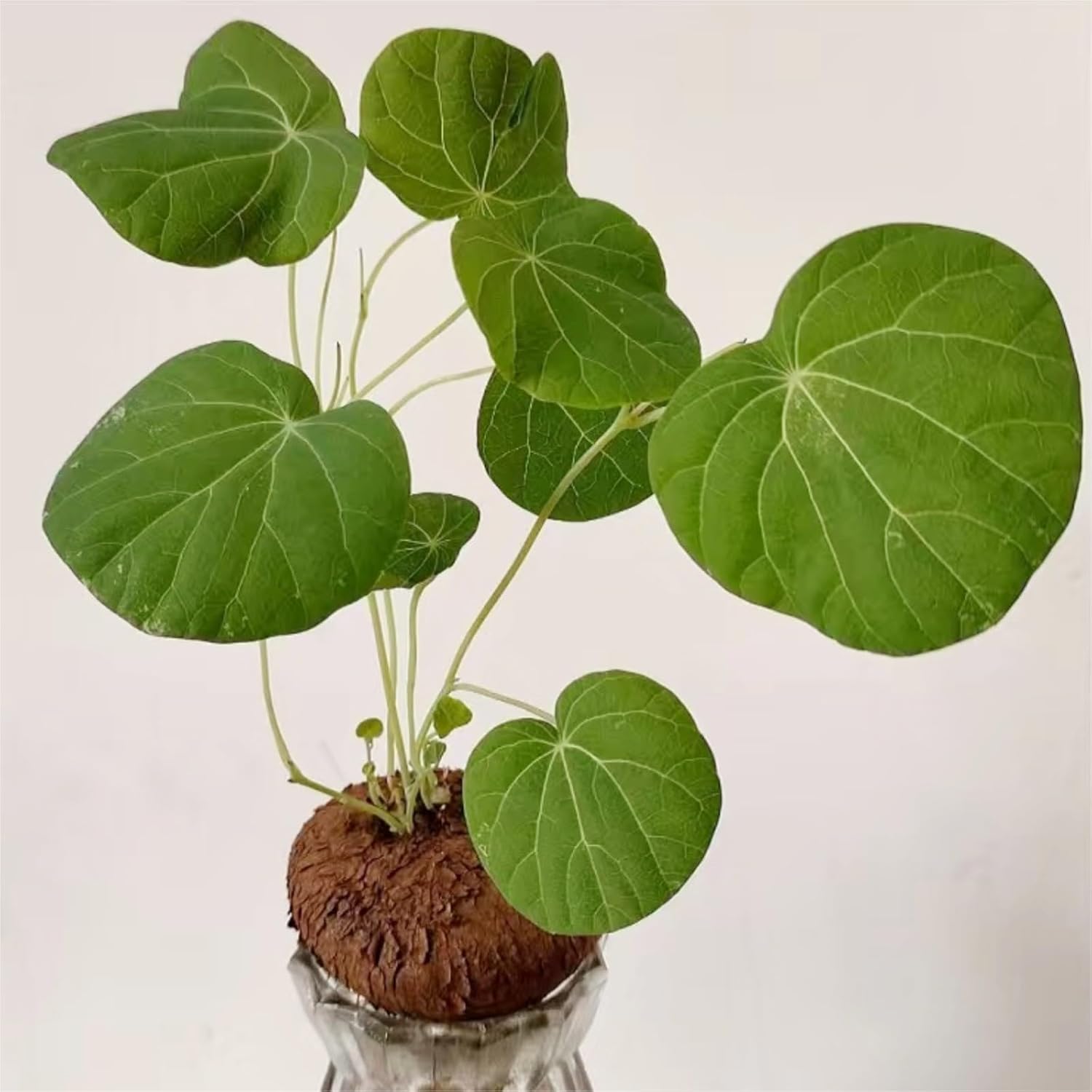 Amazon.com: Stephania erecta Plant Bulbs,Stephania erecta Bulbs ...