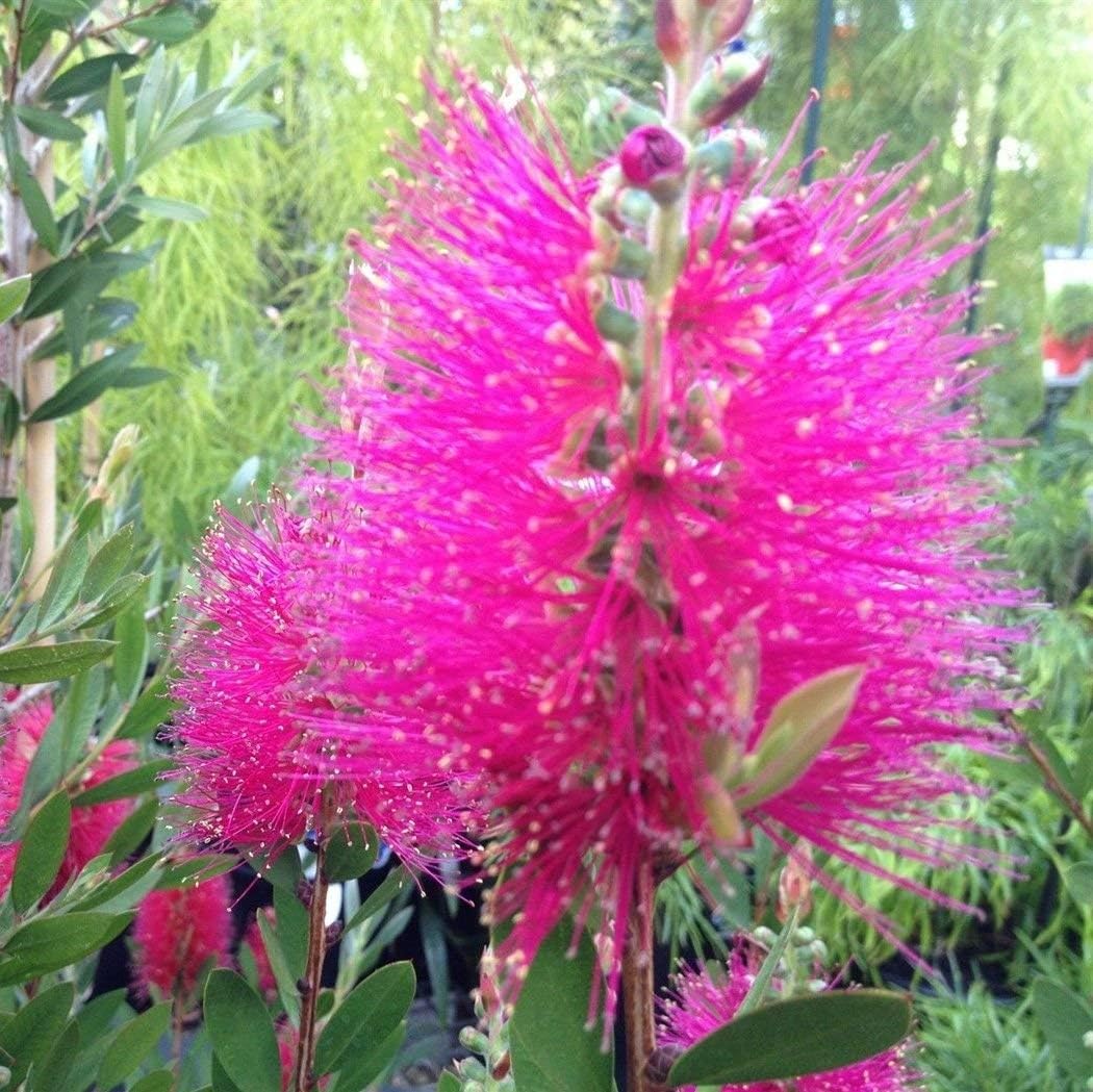 Amazon.com : HOT PINK BOTTLE BRUSH callistemon prestige pink seeds ...