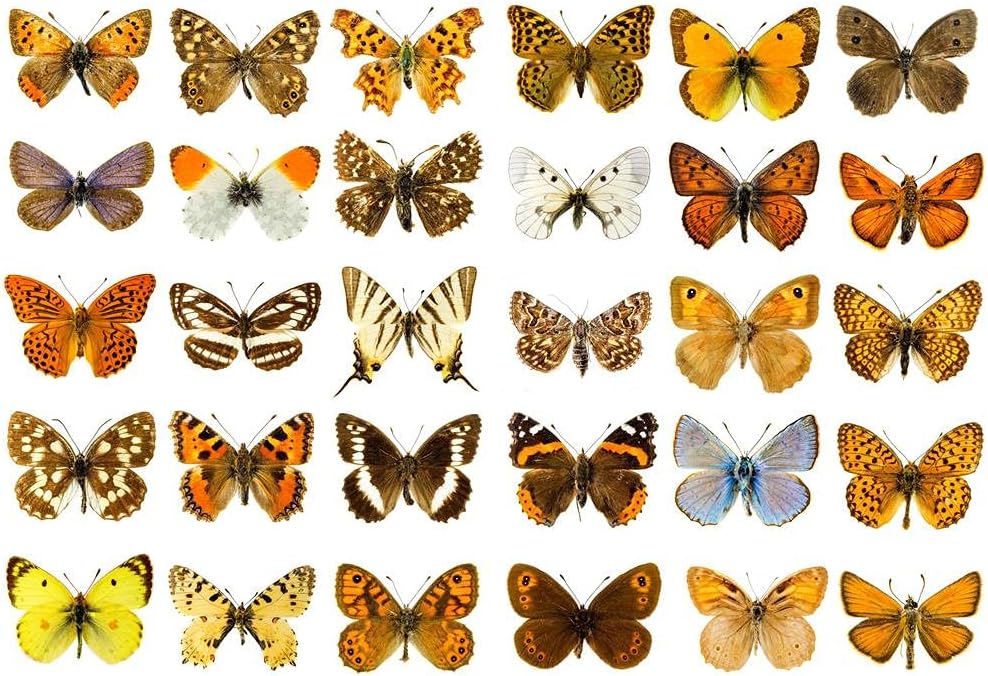 Amazon.com: Beautiful Butterfly Collection Set Moth Monarch Insect ...