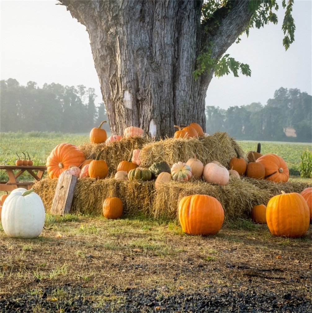 Autumn Scenery Wallpaper With Pumpkins