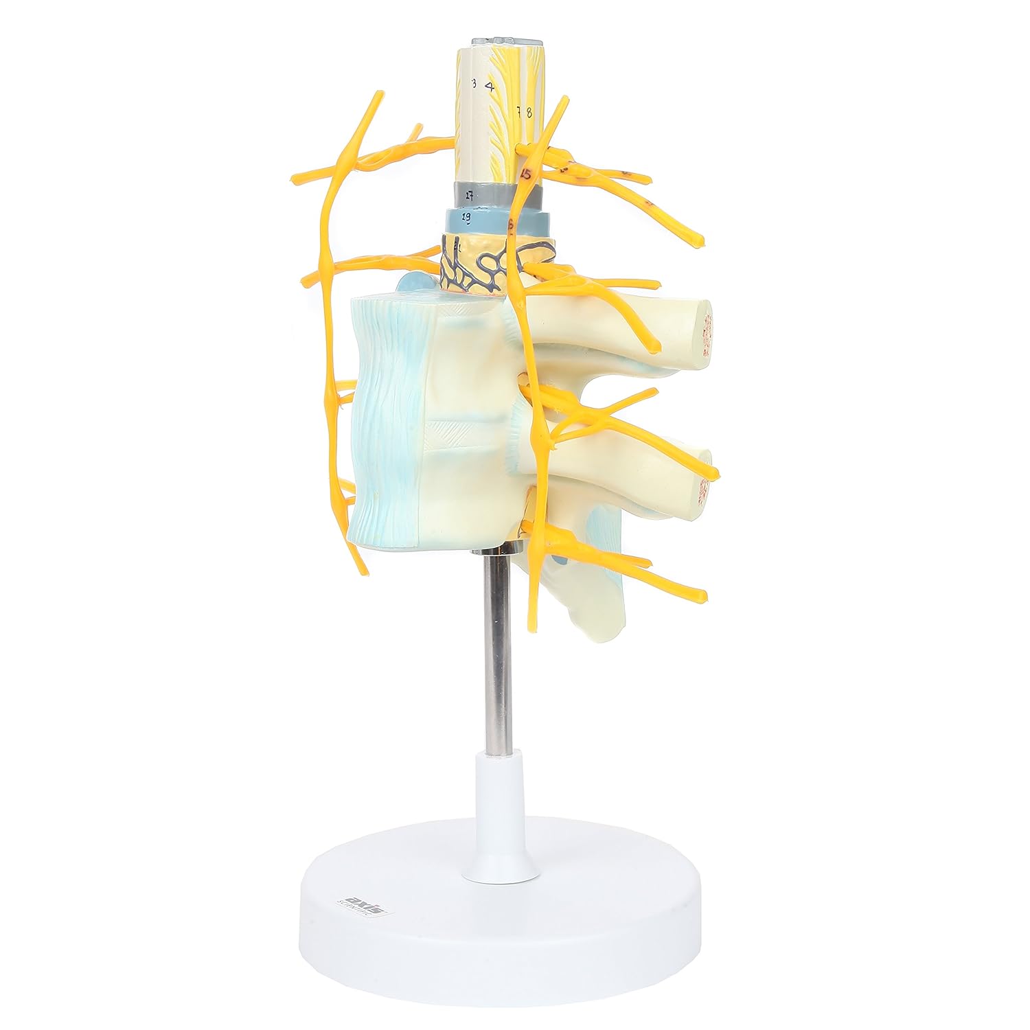 Offers View of Thorax at T12 Vertebrae Comes on Base Depicts Vital ...