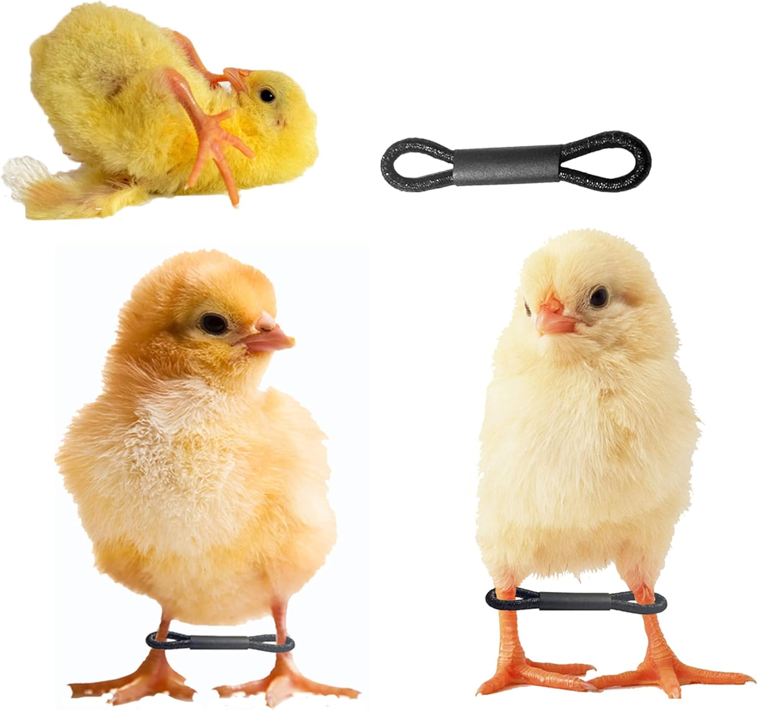 Shitailu 100 Pieces Baby Chicken Splay Leg Hobble Brace Adjustable ...