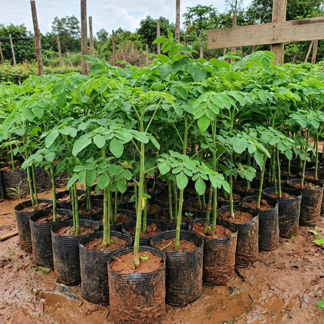 Amazon.com : 3 Months Old Moringa Oleifera Tree Live Plant, Moringa ...