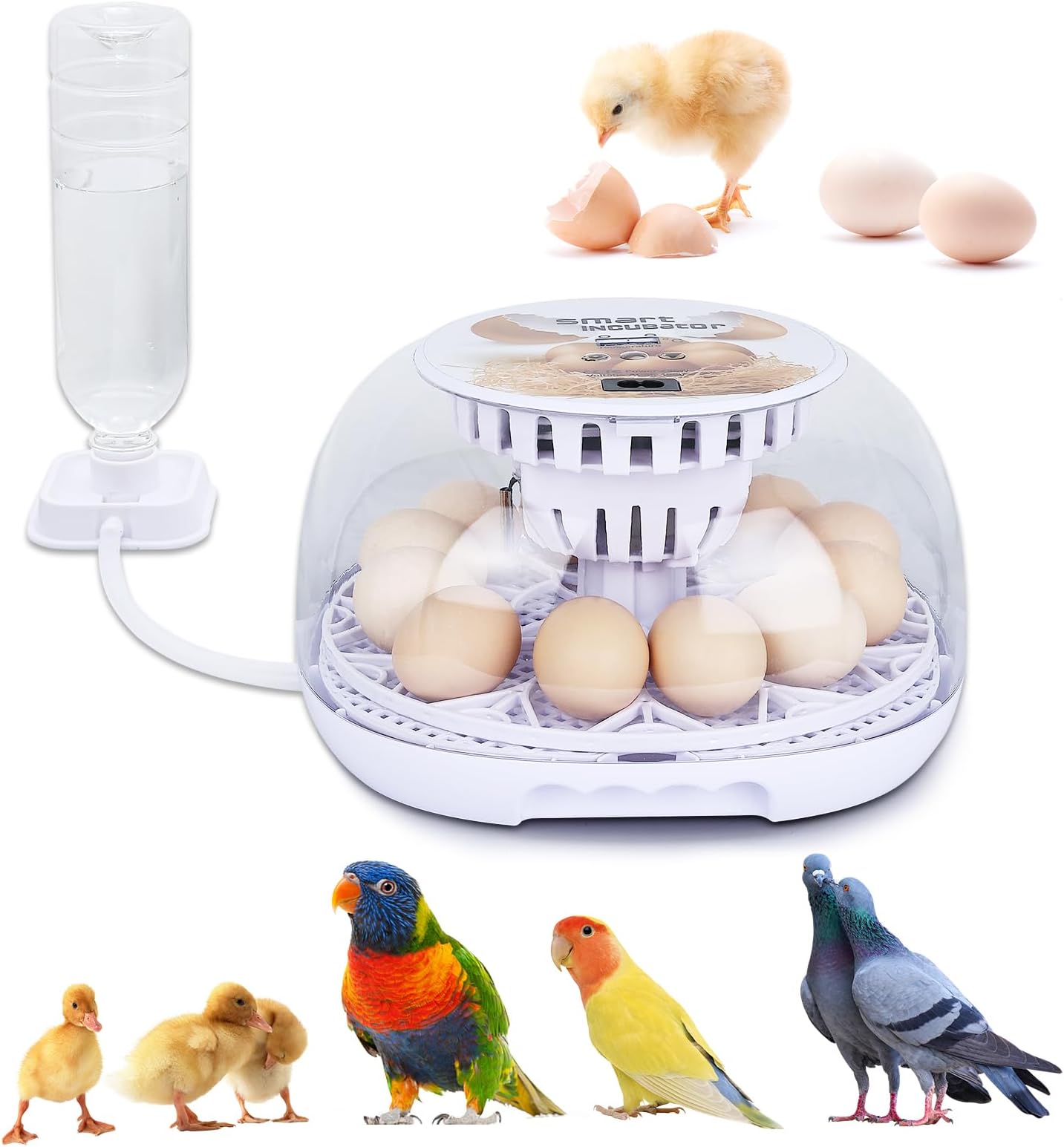 Amazon.com: NORJIN Egg Incubator, 12 Eggs Incubator for Hatching Eggs ...