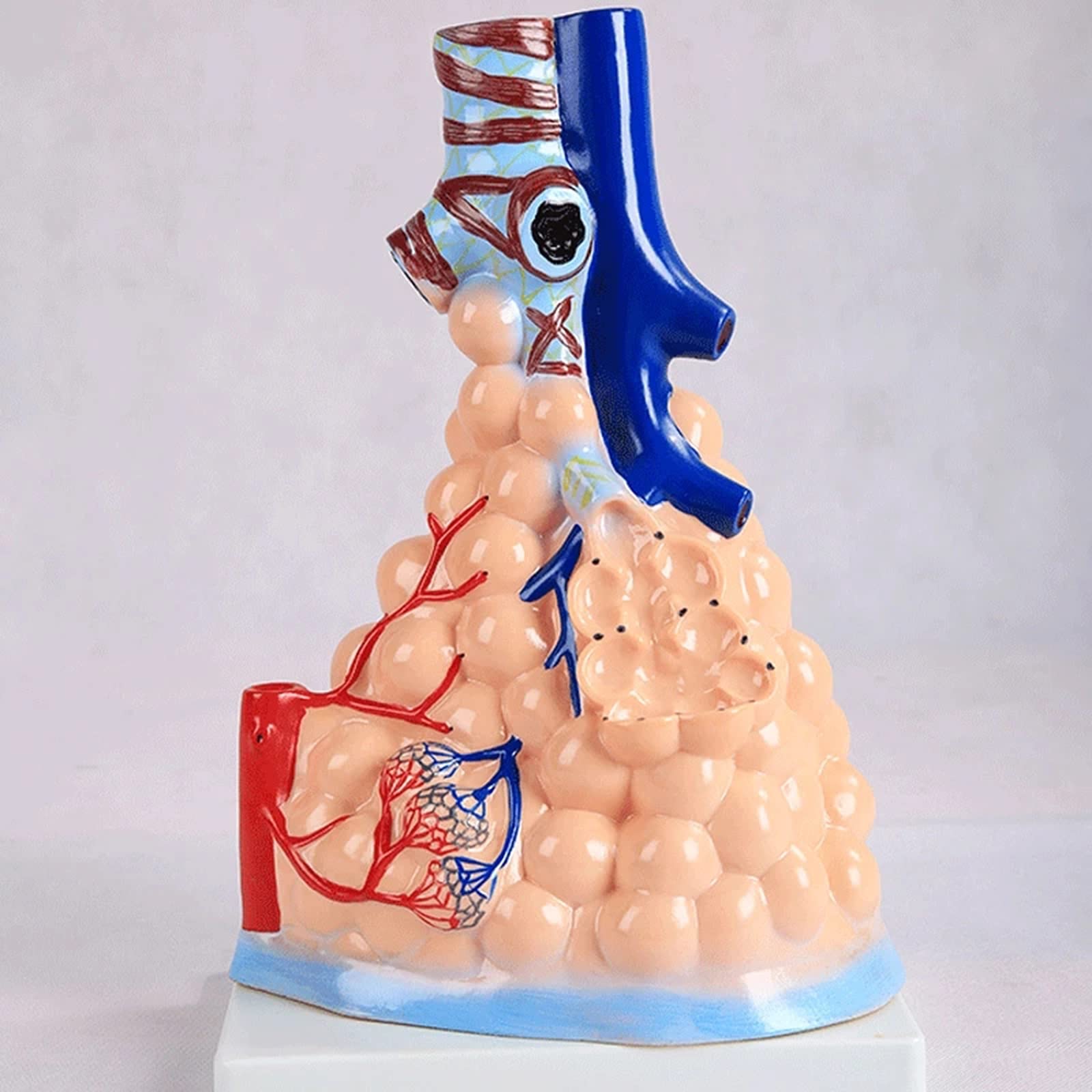Buy TWY Human Pulmonary Alveoli/Alveolar Model Anatomy Medical Teaching ...