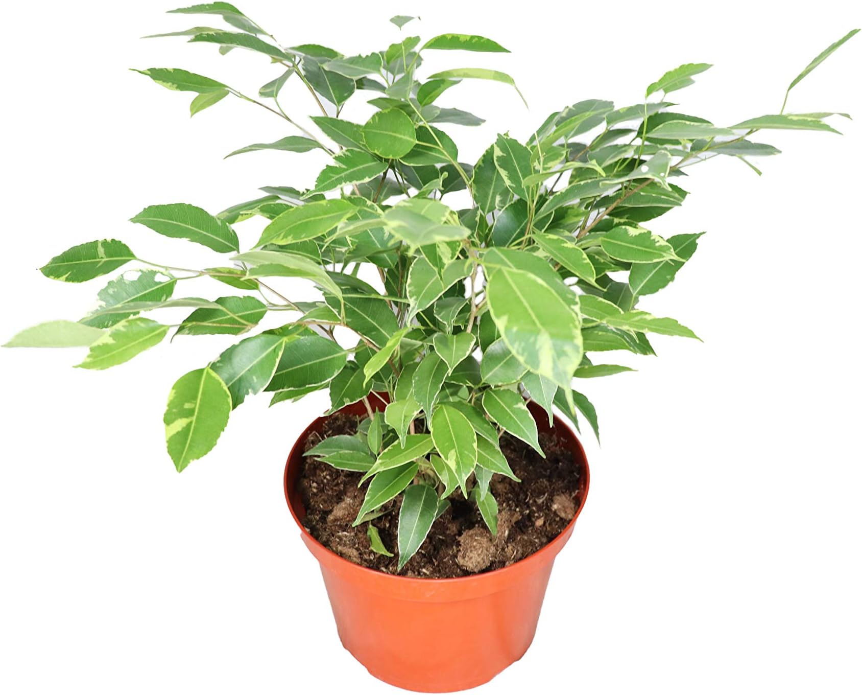 Amazon.com : Ficus Benjamina Variegated - 6" Pot : Patio, Lawn & Garden