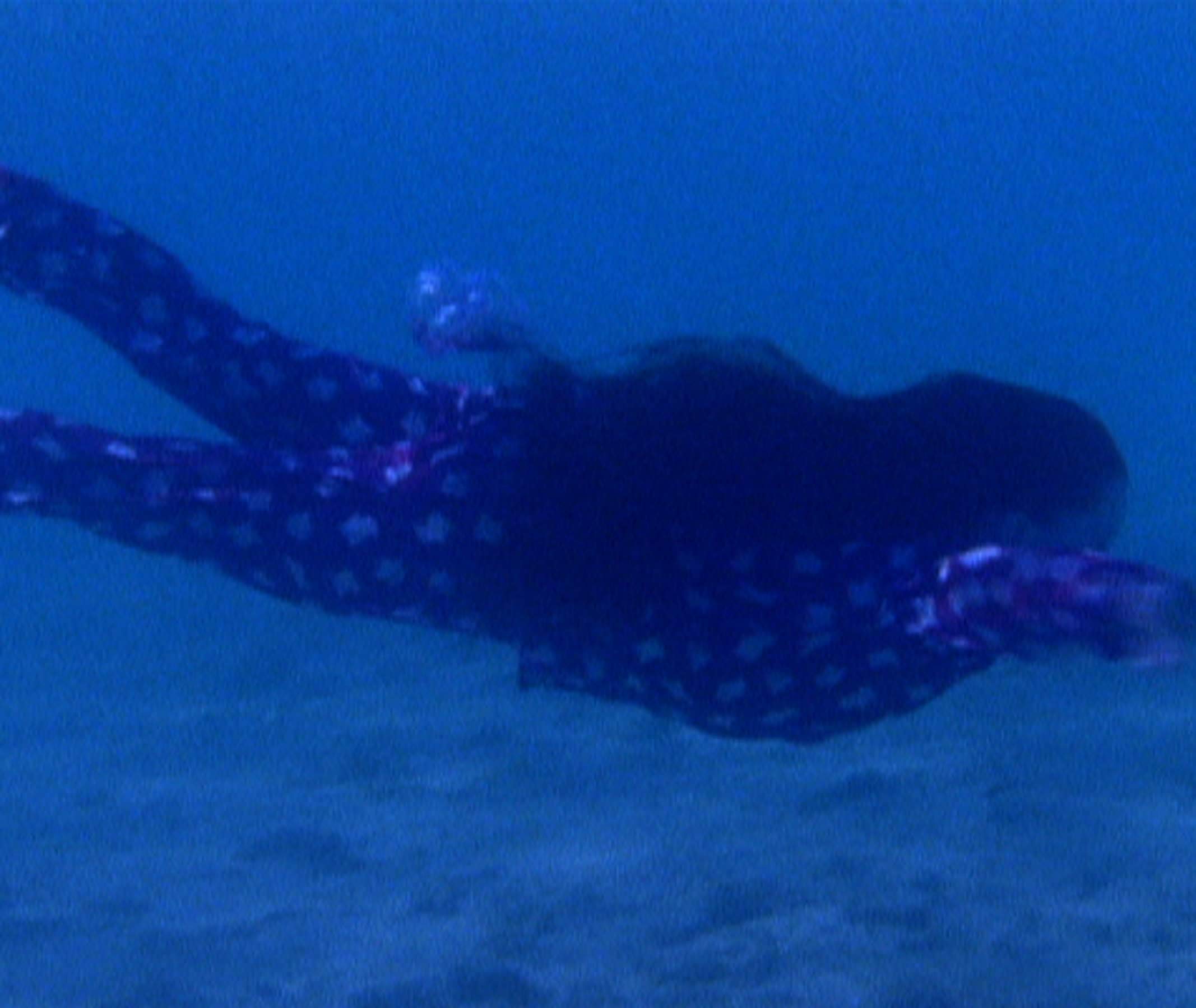 Watch Flipper 1995 (Season 4) | Prime Video