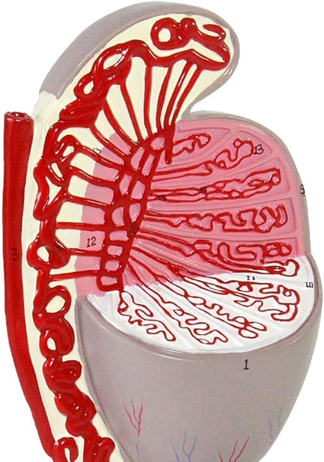 Testicular Structure Model Human Organ Anatomy Model Anatomical ...