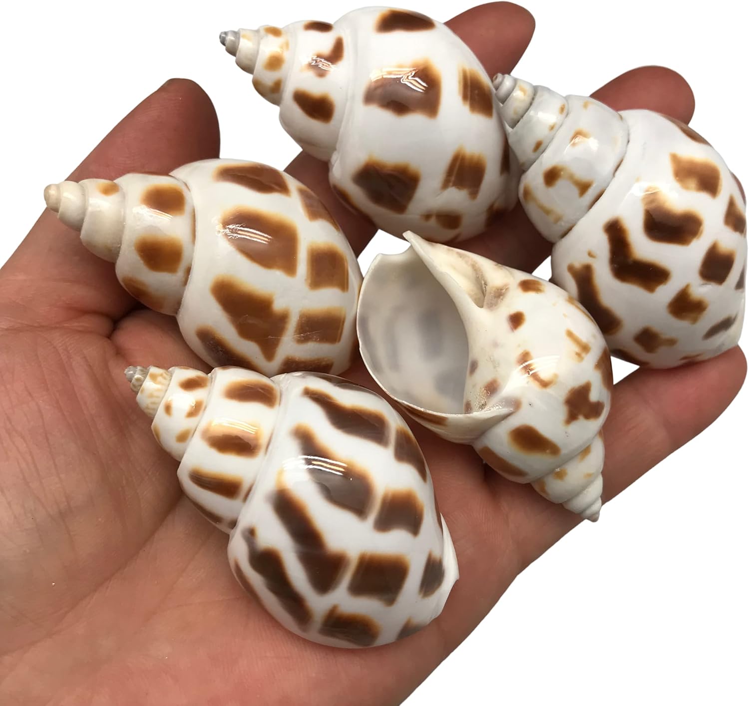 Amazon.com: PEPPERLONELY 10PC Babylonia Zeylanica Hermit Crab Sea ...