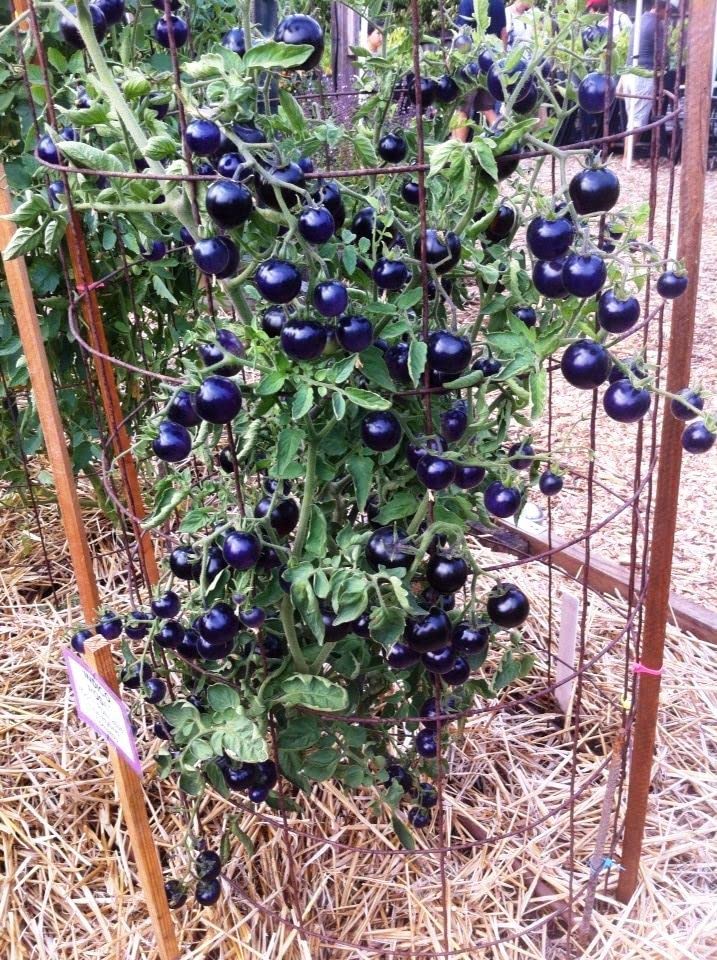 Frutas Y Verduras índigo