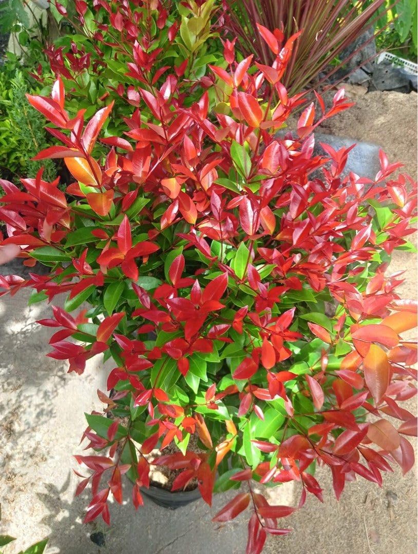 Online plant bazar Syzygium Campanulatum, Christina tree Live Plant ...