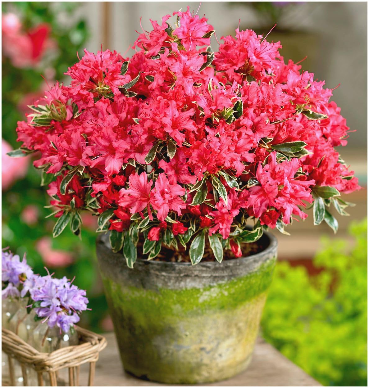 [x3] Dwarf Japanese Azalea Japonica 'Silver Sword' | Multi-Pack ...