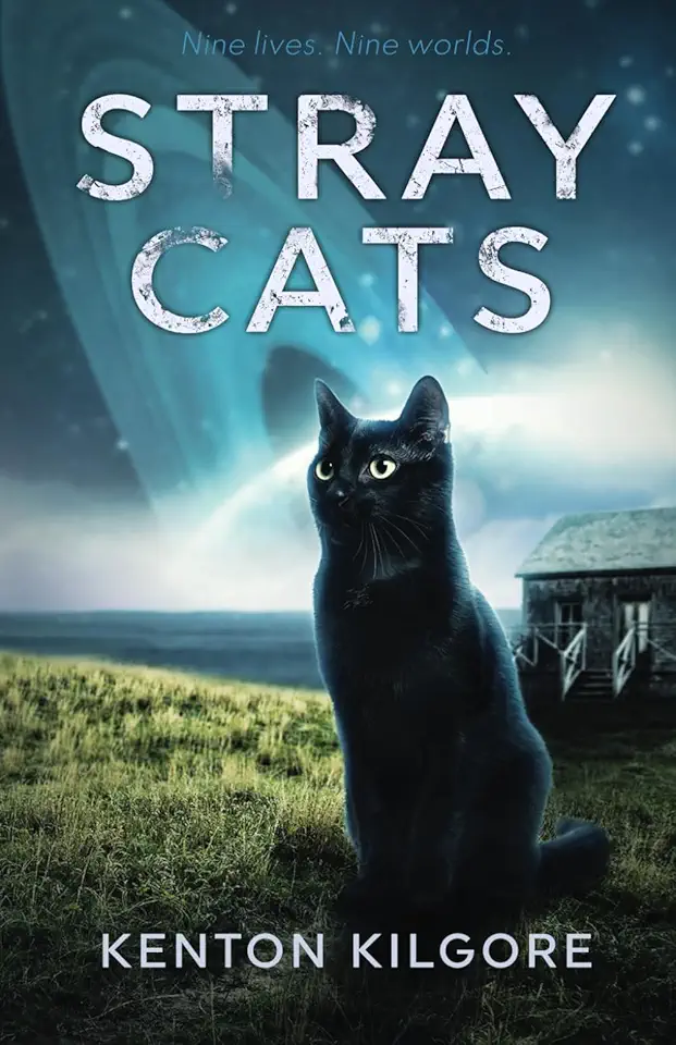 Stray Cat Diseases: Signs And Symptoms To Watch For | PetShun