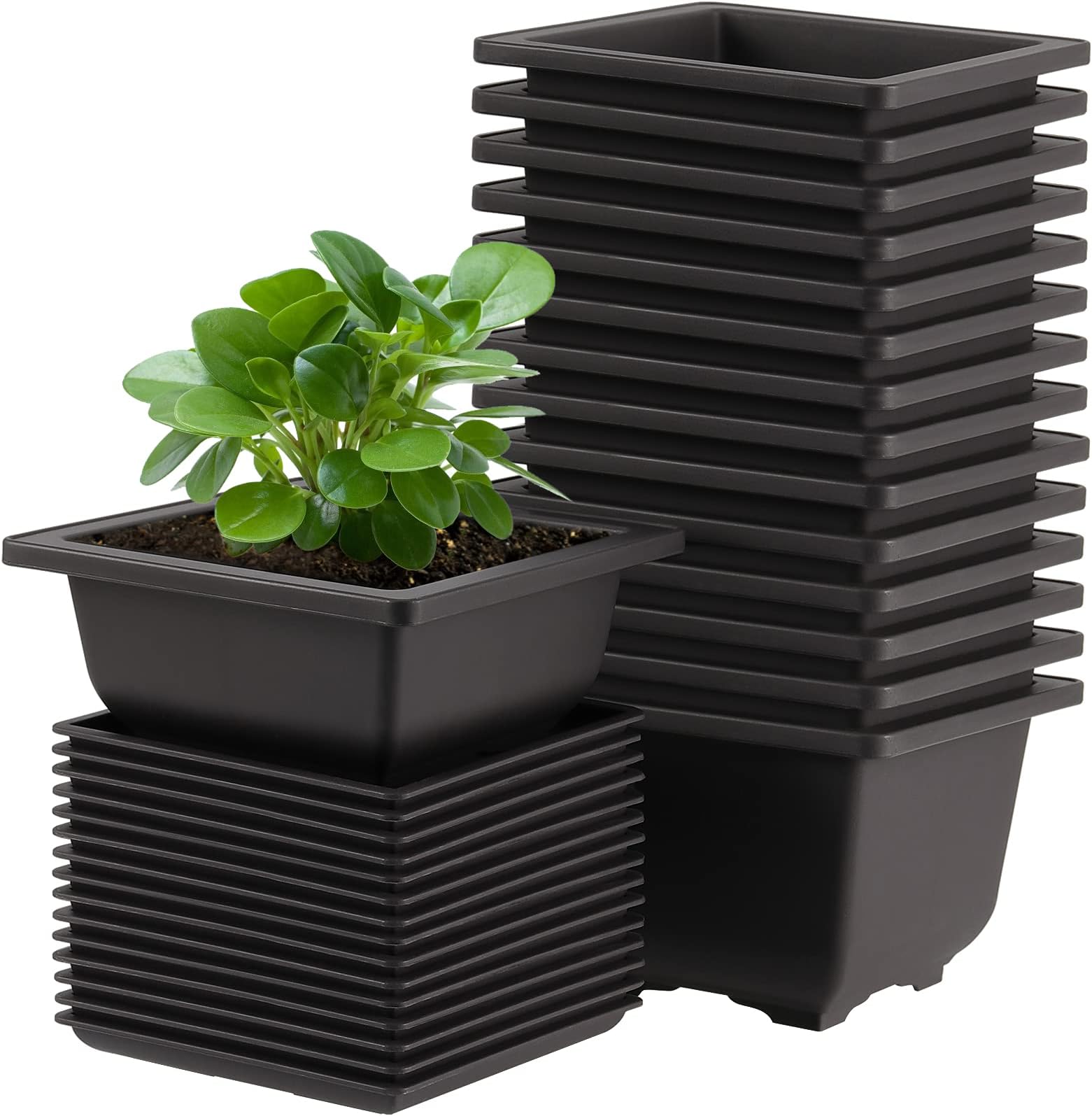 Amazon.com: DOITOOL Bonsai Training Pots with Drainage Tray, 15 Inch ...