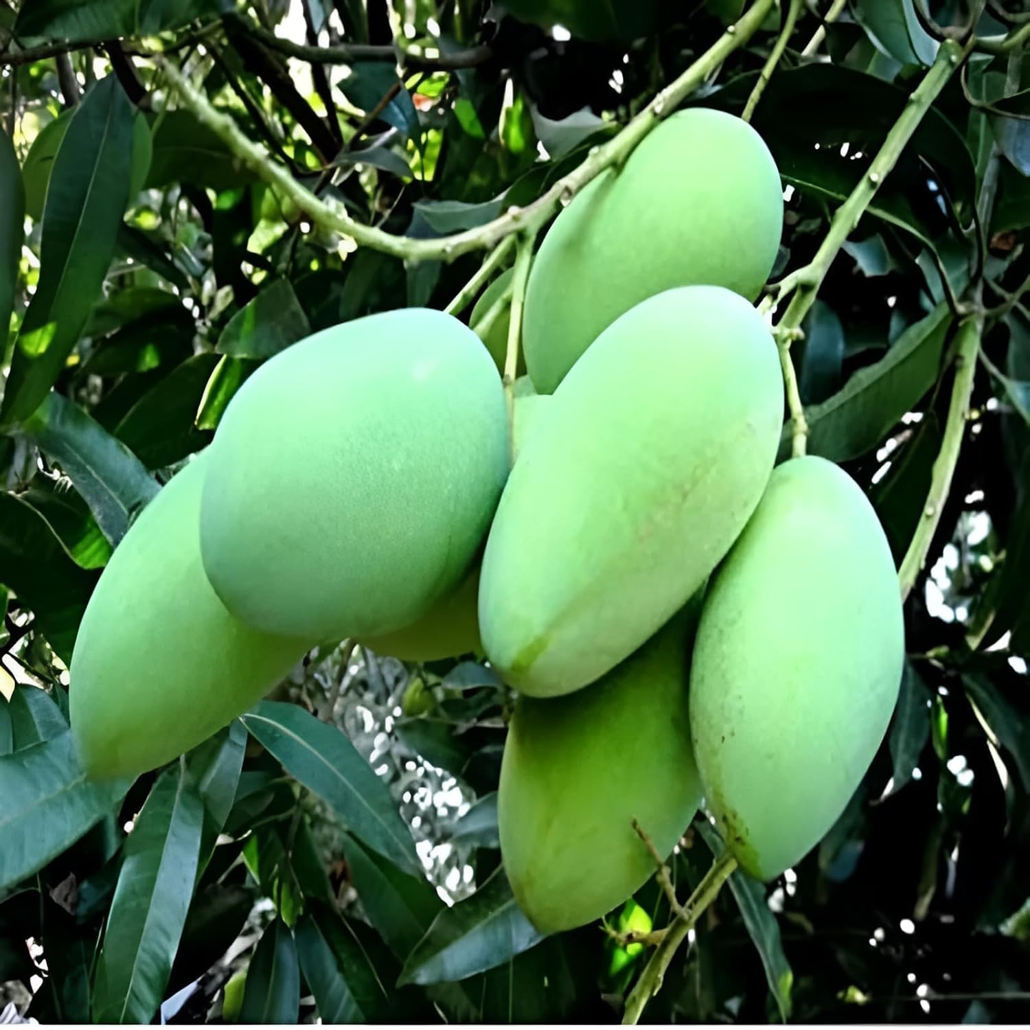 Oxiflora All Time Mango Plant Grafted |Thai Variety|Plant Height 2-3 ...