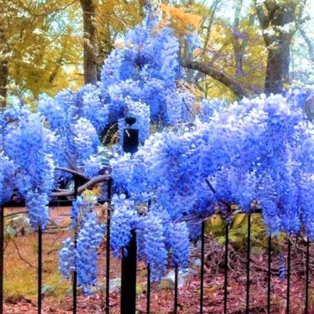 Amazon.com : Stunning Live 1 Potted Chinese Blue Weeping Wisteria Tree ...