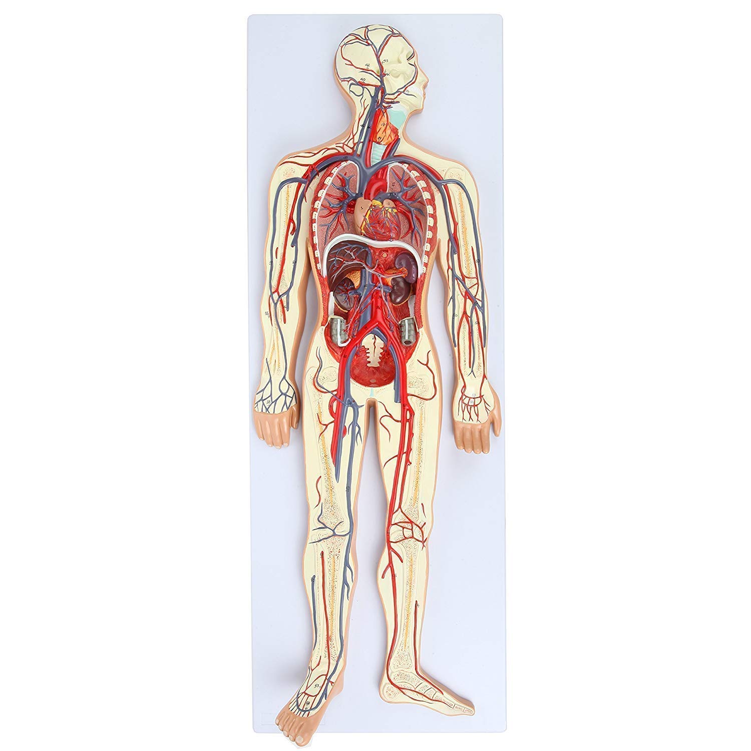 Human Venous System Anatomy