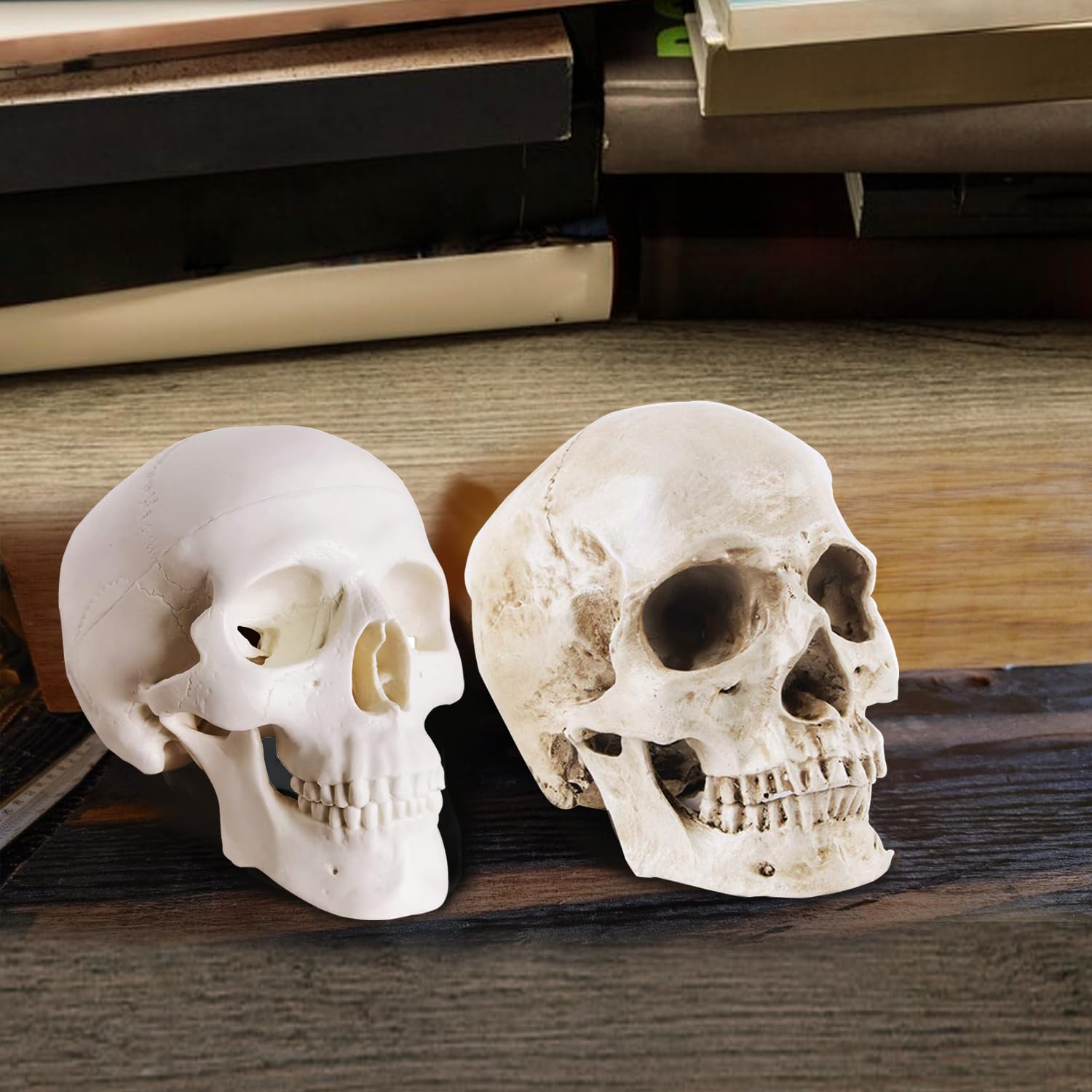 Snapklik.com : 2-Pack Mini Skulls Décor, Human Skull Model Anatomy ...