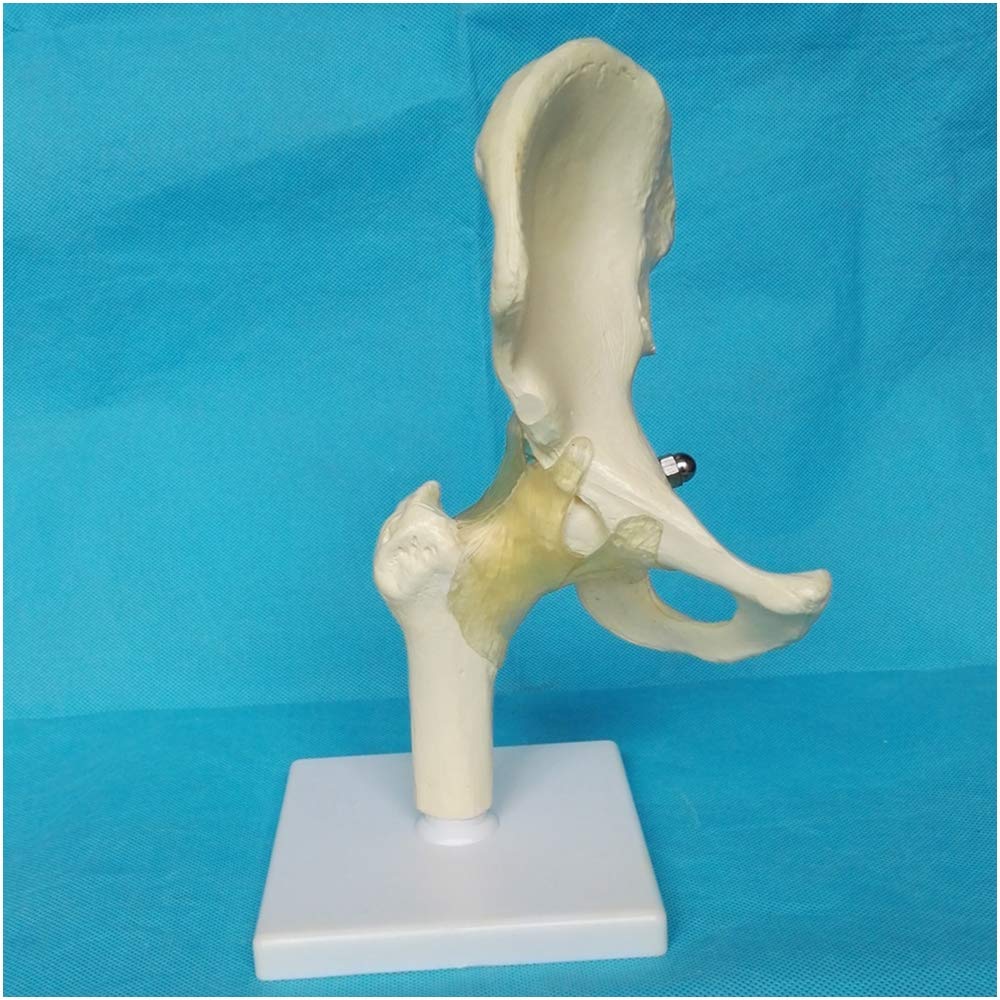 Buy FHUILI Human Hip Joint Model - 1: 1 Life-Size Anatomical Human Hip ...