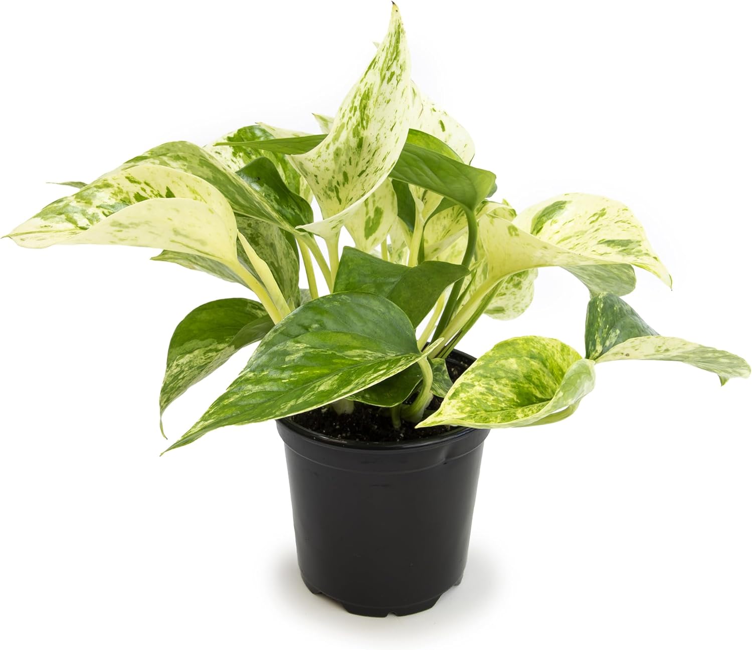 Amazon.com : Marble Queen Pothos Plant in 4 Inch Planter Pot for Plants ...