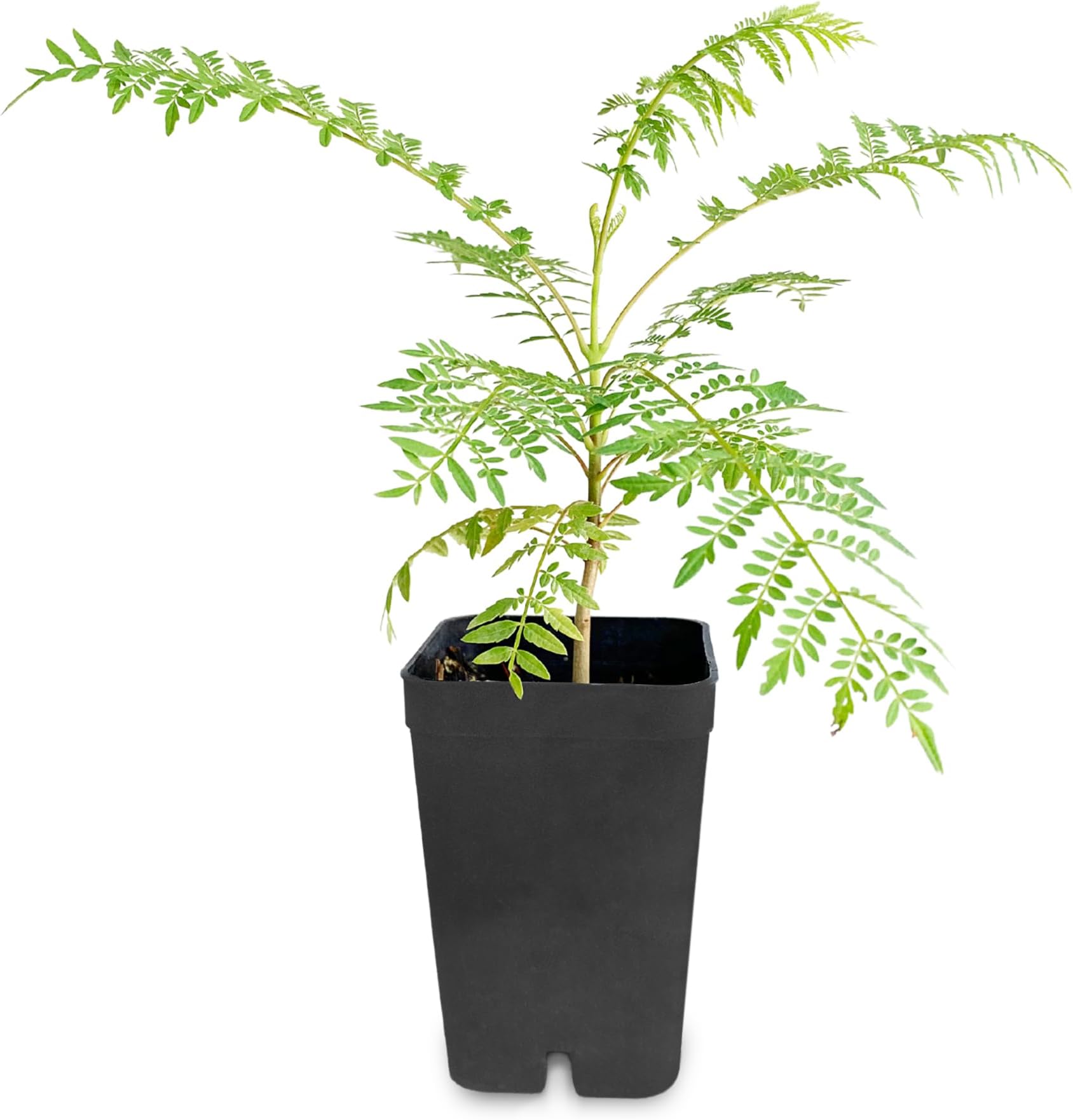 Amazon.com : Purple Blue Jacaranda Mimosifolia Tree Live Plant in Pot ...