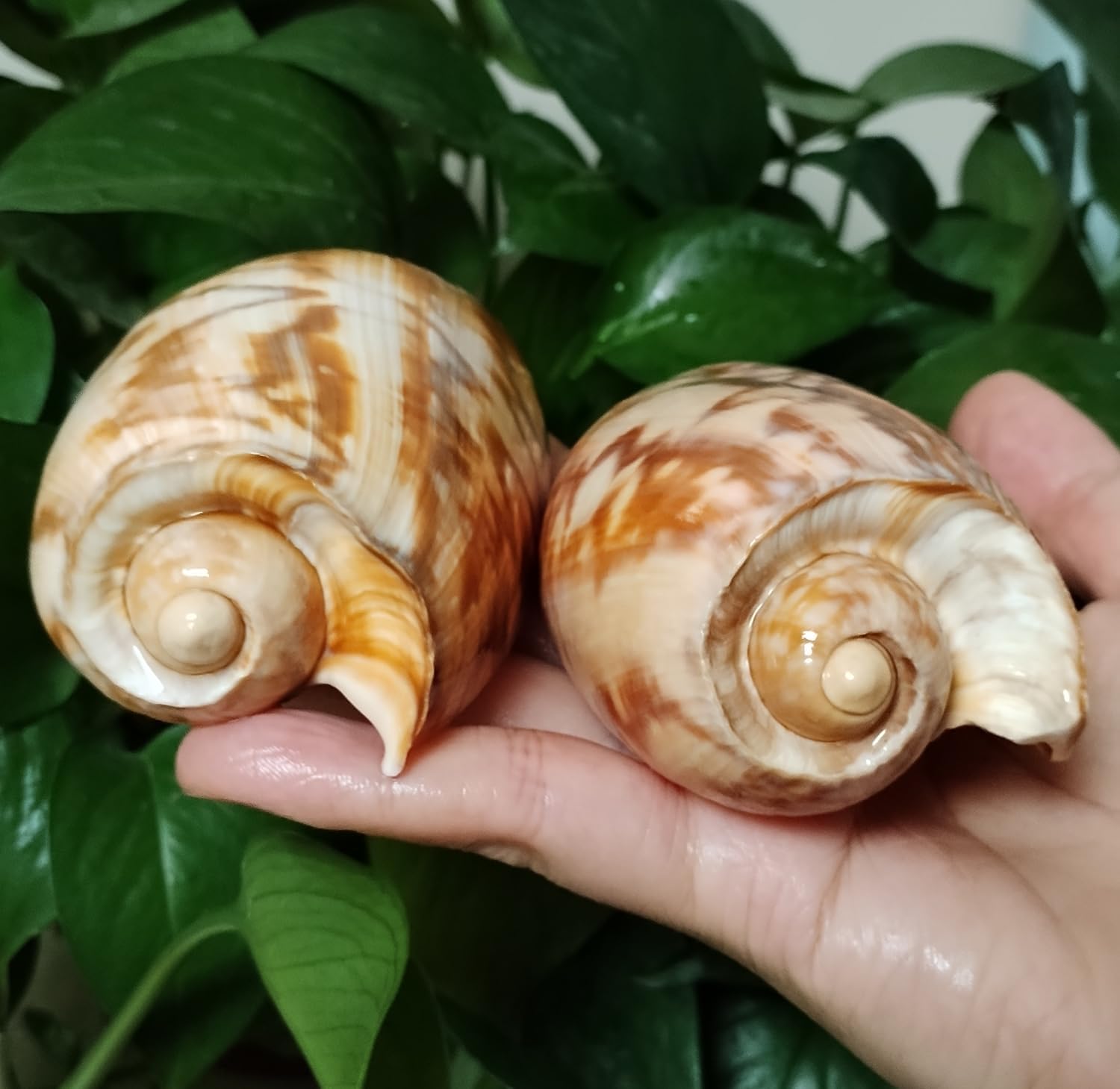 Amazon.com : 2 PC Mamorate Volute Shells, Natural Cymbium Marmoratum ...