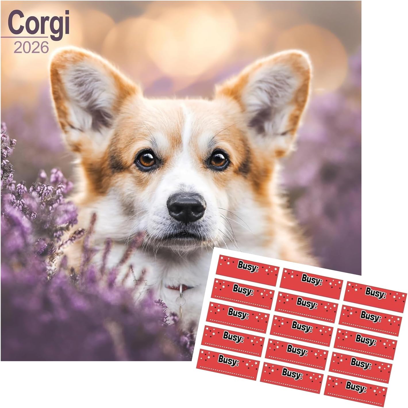 Baker and Bray Corgi Calendar 2026, Large Square Wall Calendar With ...