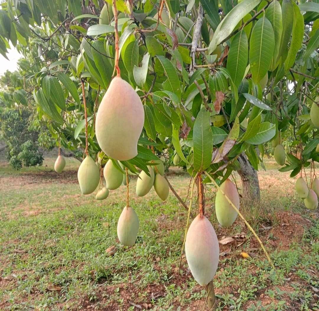 Cloud Farm Totapuri Mango Hybrid Live Plant-Grafted Healthy Outdoor ...