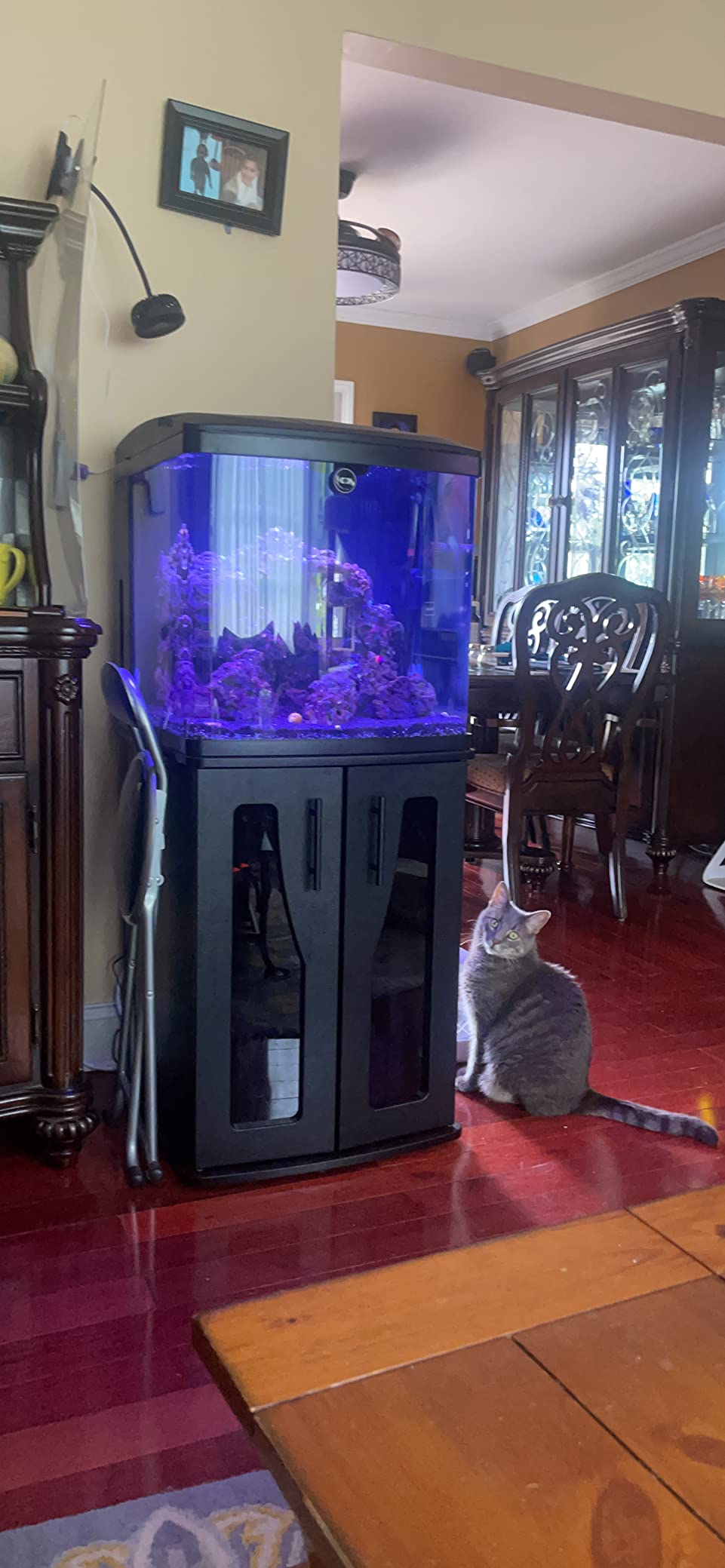 $50/mo - Finance BioCube Coralife Size 32 LED Aquarium Reef Package ...