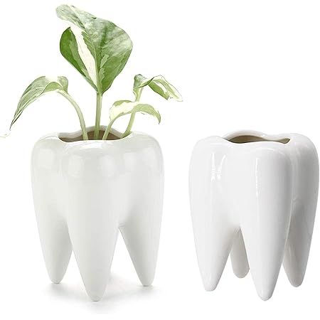 Amazon.com : Easyinsmile Teeth Shaped Molar Vase White Ceramic ...
