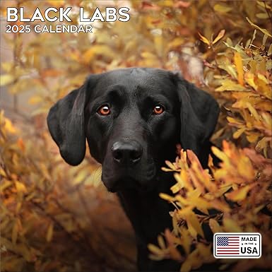 2025 Black Labrador Calendar - Dog Breed Wall Calendar - 12 x 24 Open ...